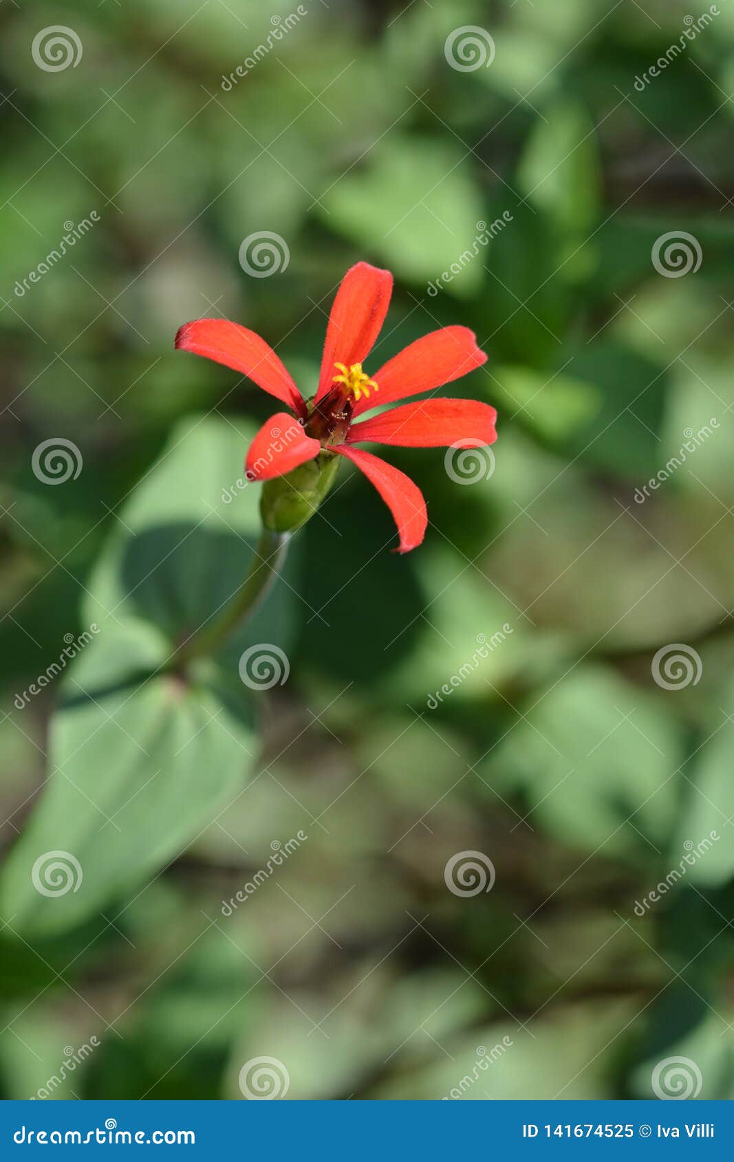 Peruvian zinnia stock image. Image of zinnia, green - 141674525