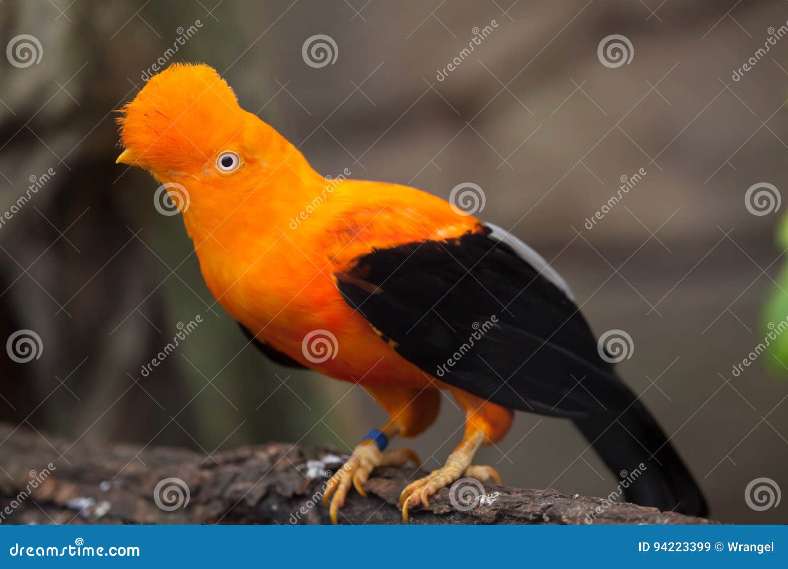 Peruvianus Andino Del Rupicola De La Gallo-de--roca Imagen de archivo ...