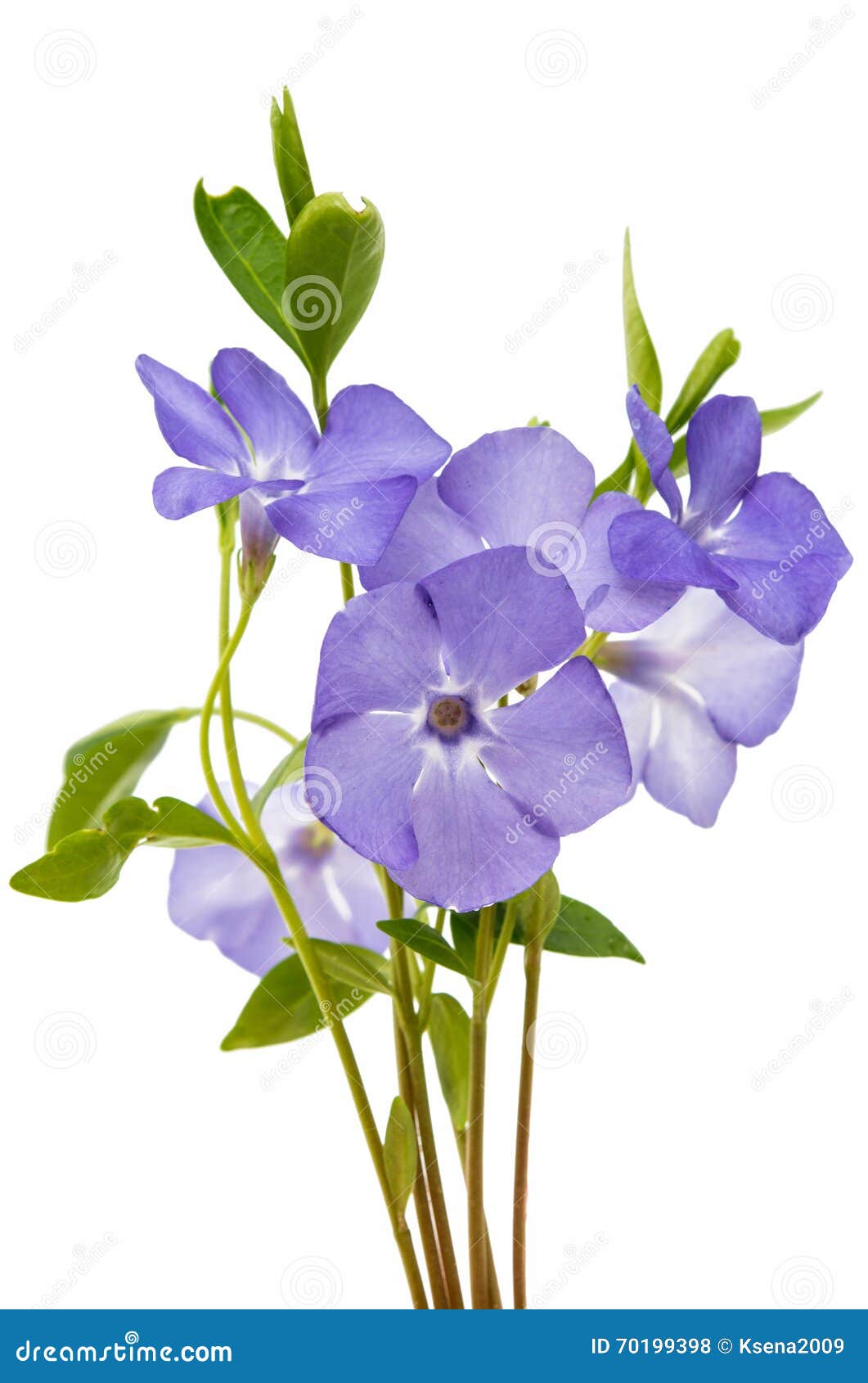 Pervinca Azul Da Flor Isolada Foto de Stock - Imagem de folhas ...