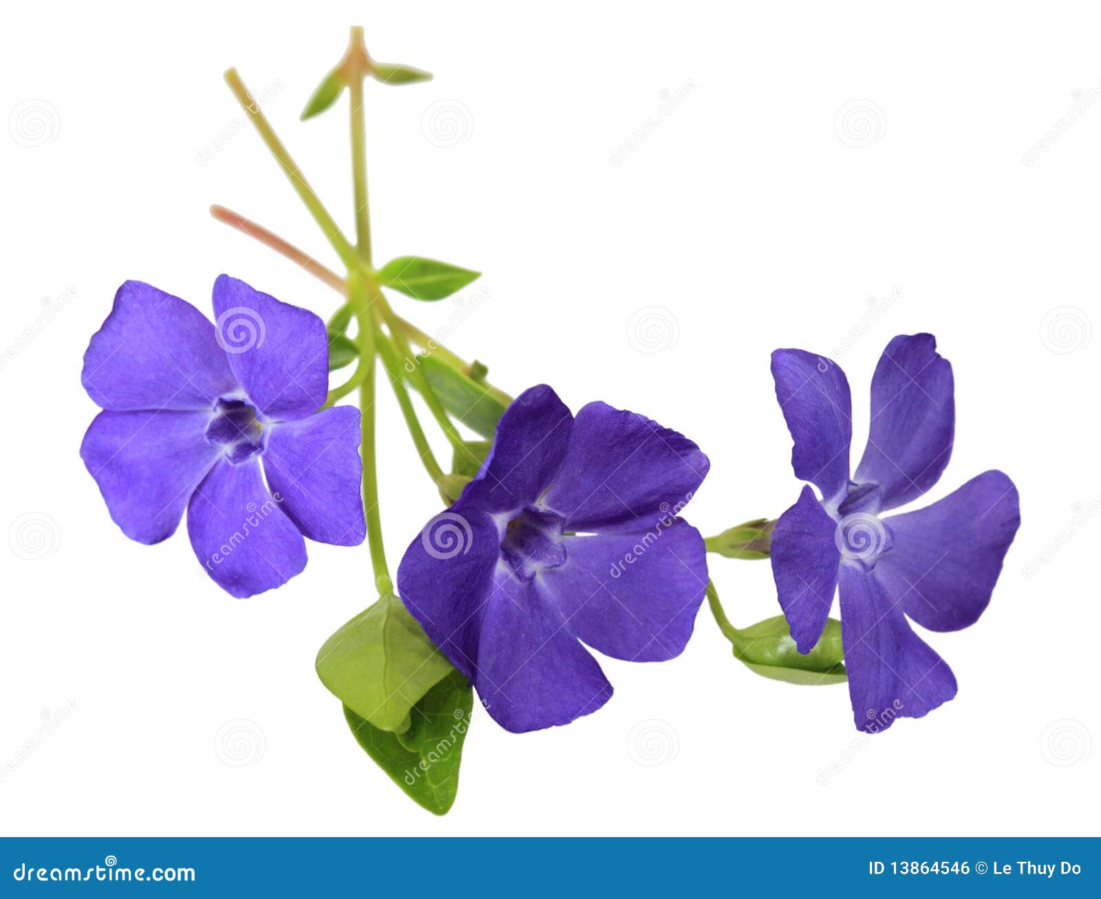 Pervinca azul de Myrtle foto de stock. Imagem de crescimento - 13864546
