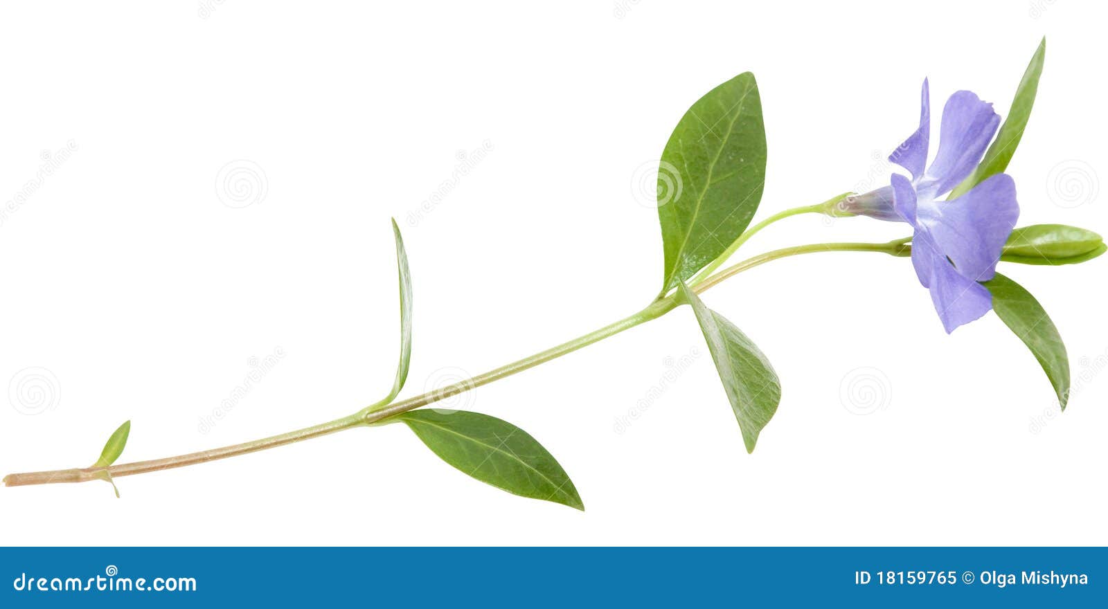 Pervinca Azul Isolada Da Flor Imagem de Stock - Imagem de violeta ...