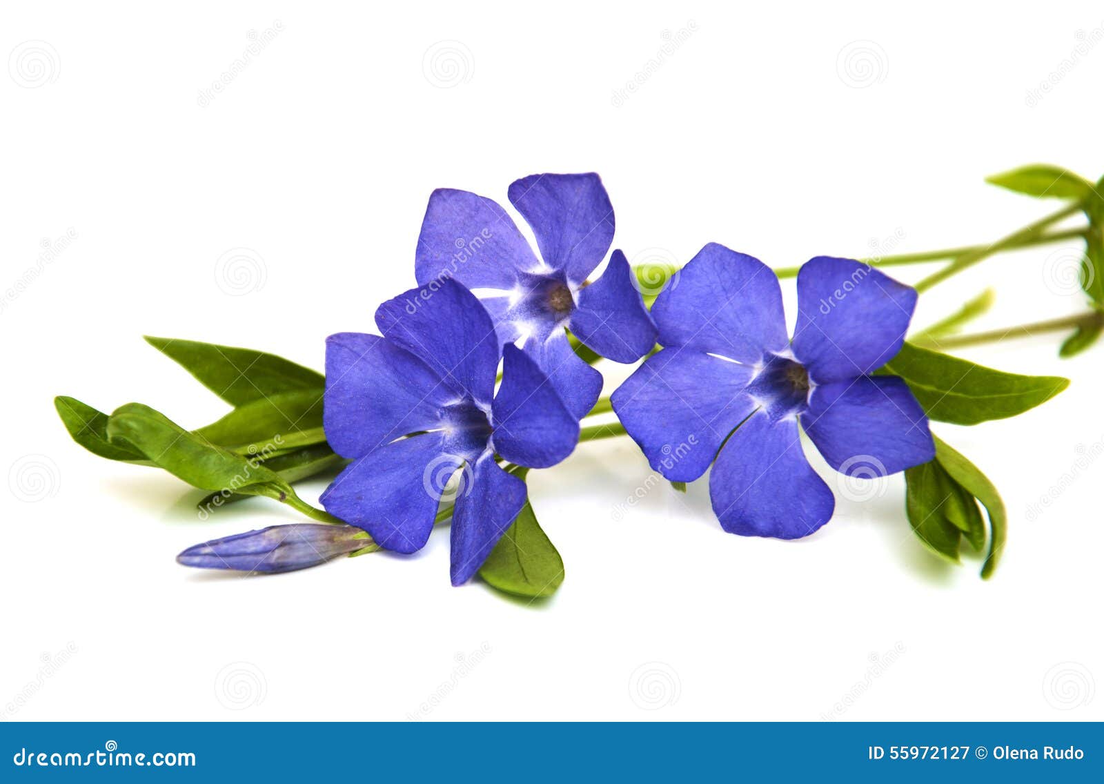 Perwinkle stock image. Image of beautiful, garden, blue - 55972127