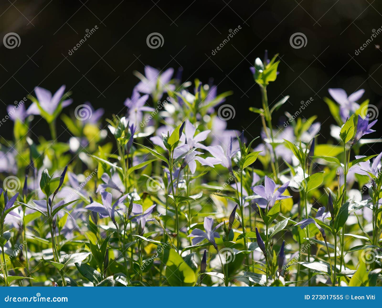 Perwinkle Flower in a Meadow Stock Image - Image of elegant, grow ...