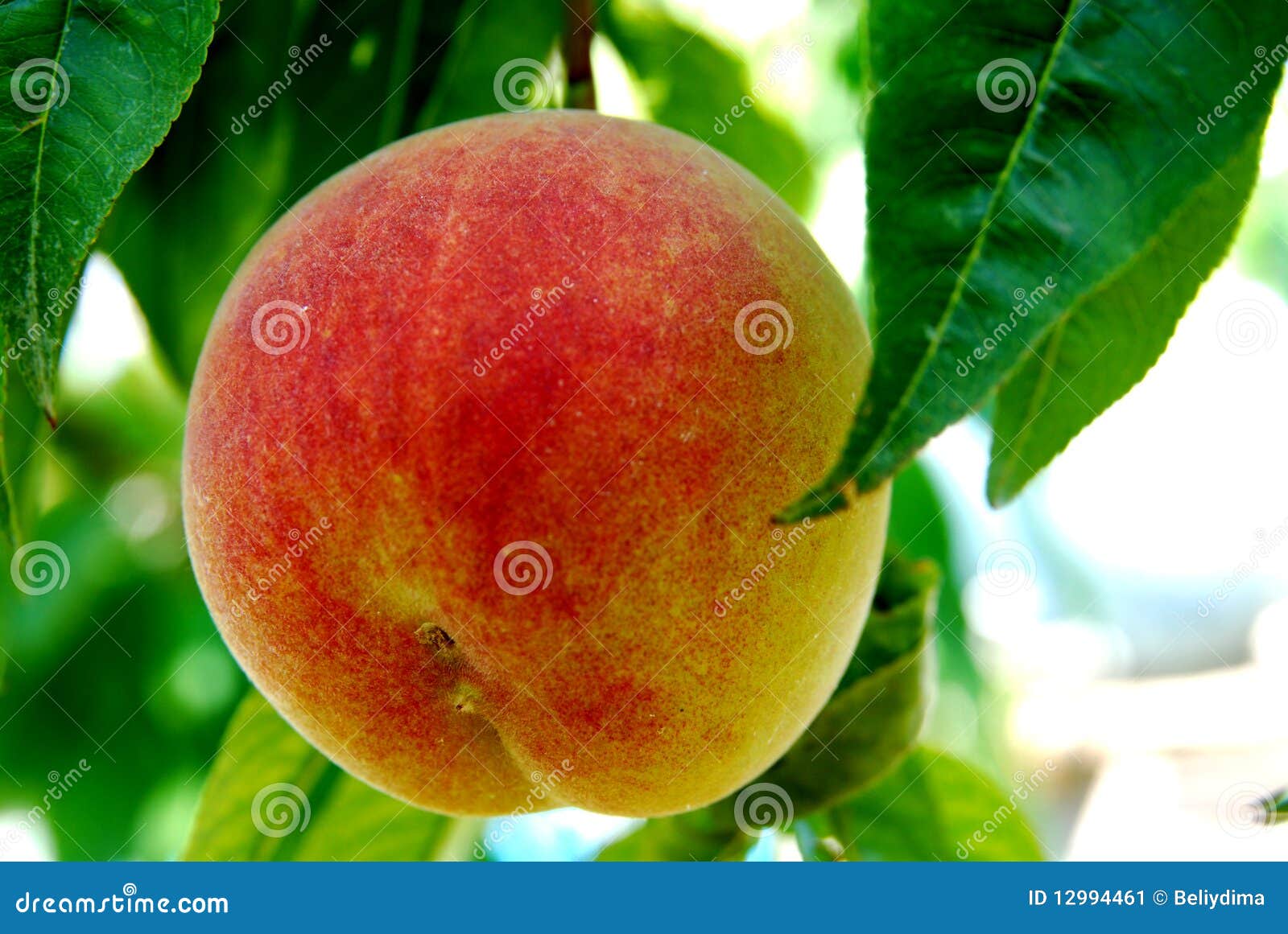 Perzik stock afbeelding. Image of macro, zuiden, voedingsmiddel - 12994461