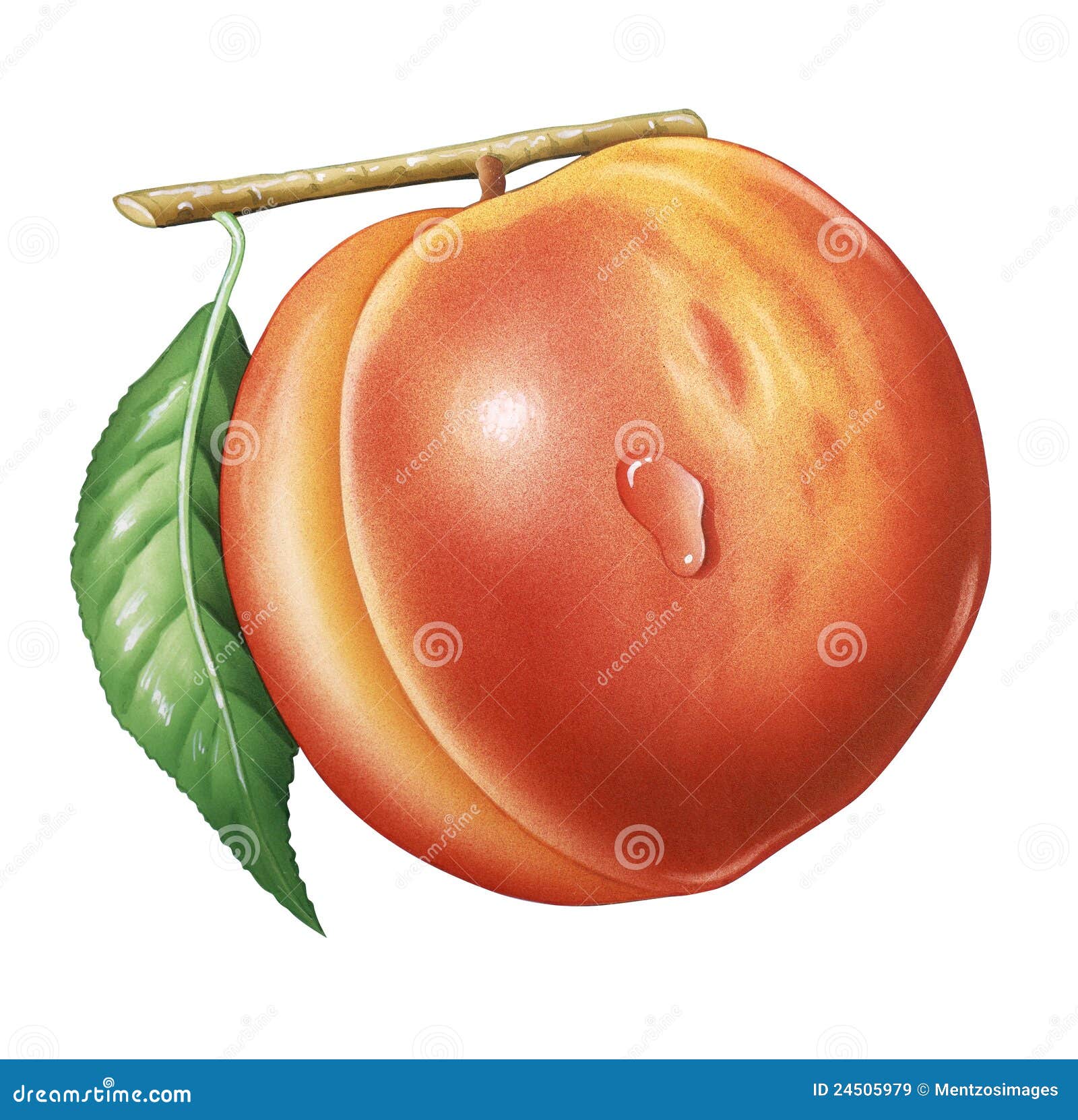 Perzik stock illustratie. Illustration of verpakking - 24505979