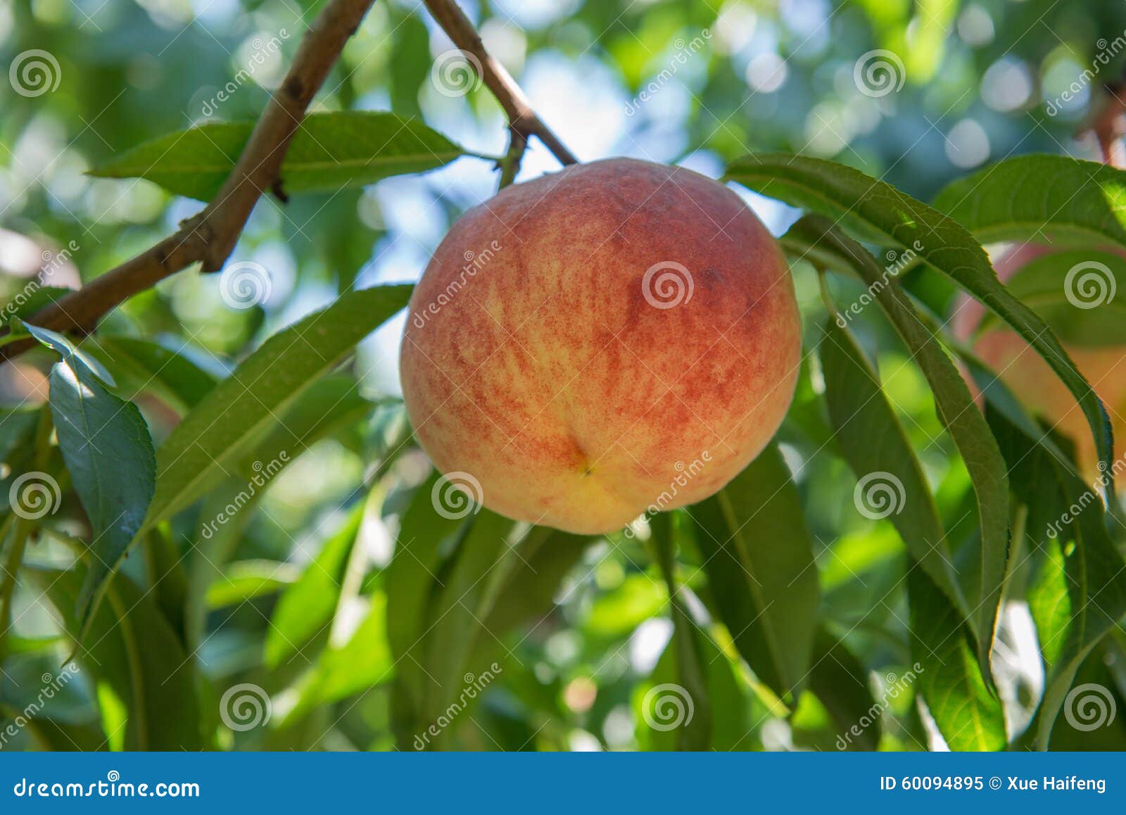 Perzik stock afbeelding. Image of perzik, tuin, landbouwbedrijf - 60094895