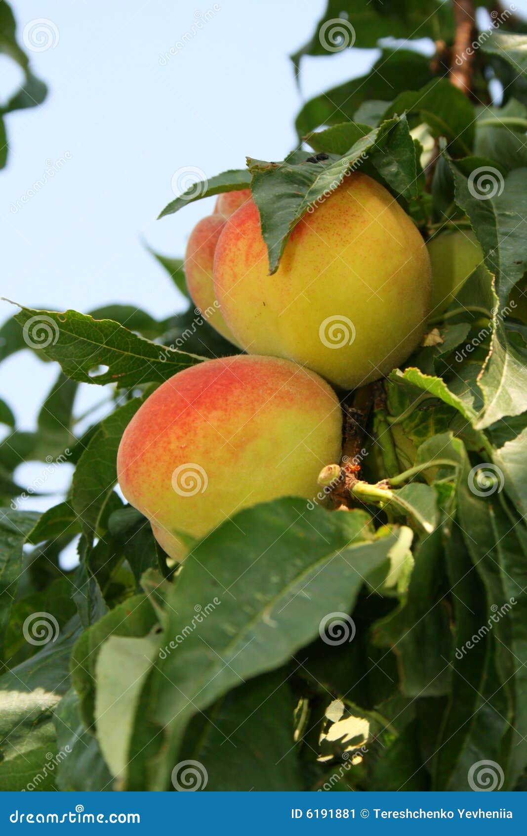 Perzik op boom stock afbeelding. Image of macro, sappig - 6191881