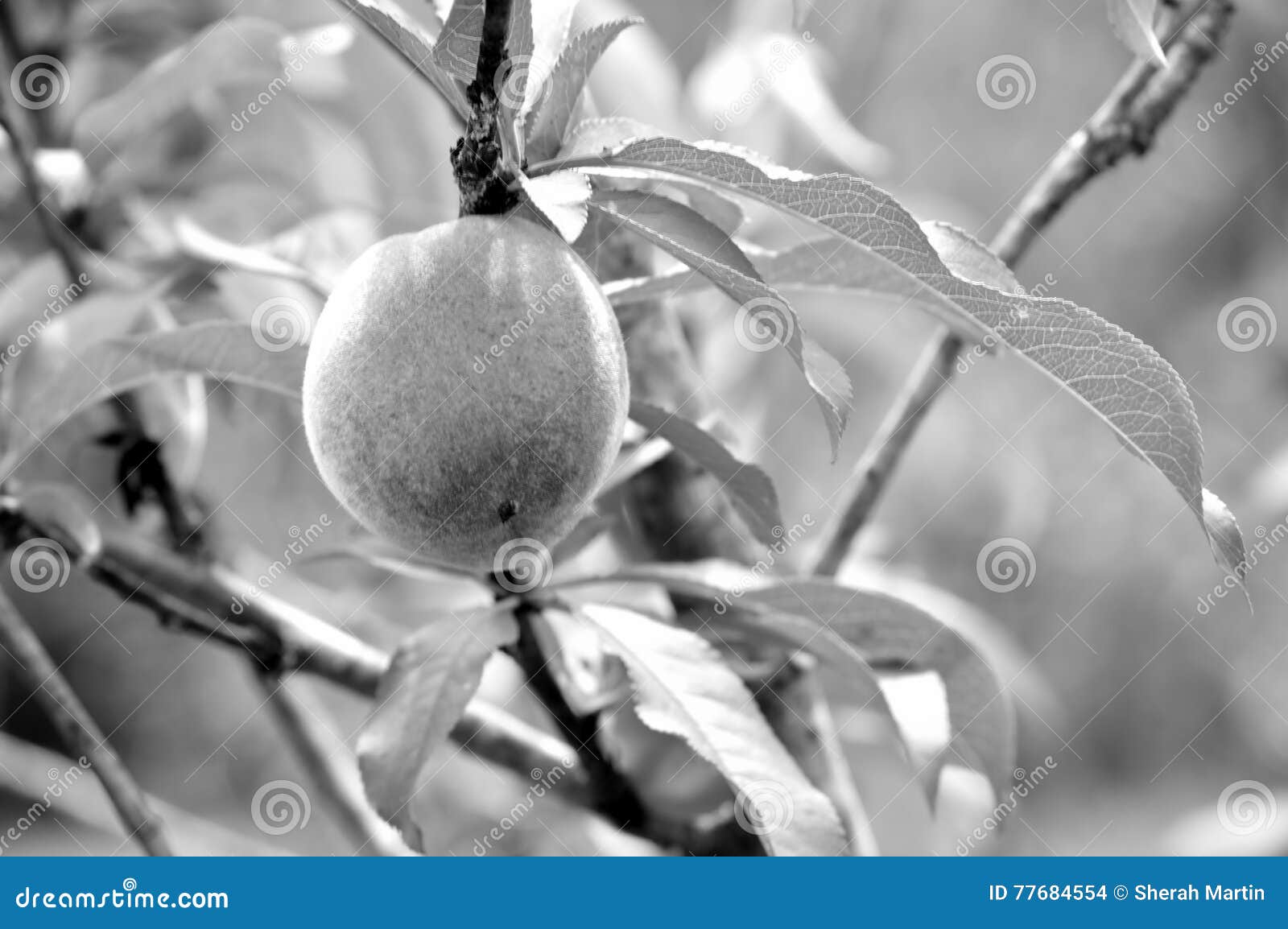 Perzik Op Boom in Zwart-wit Stock Foto - Image of eenvoudig, lente ...