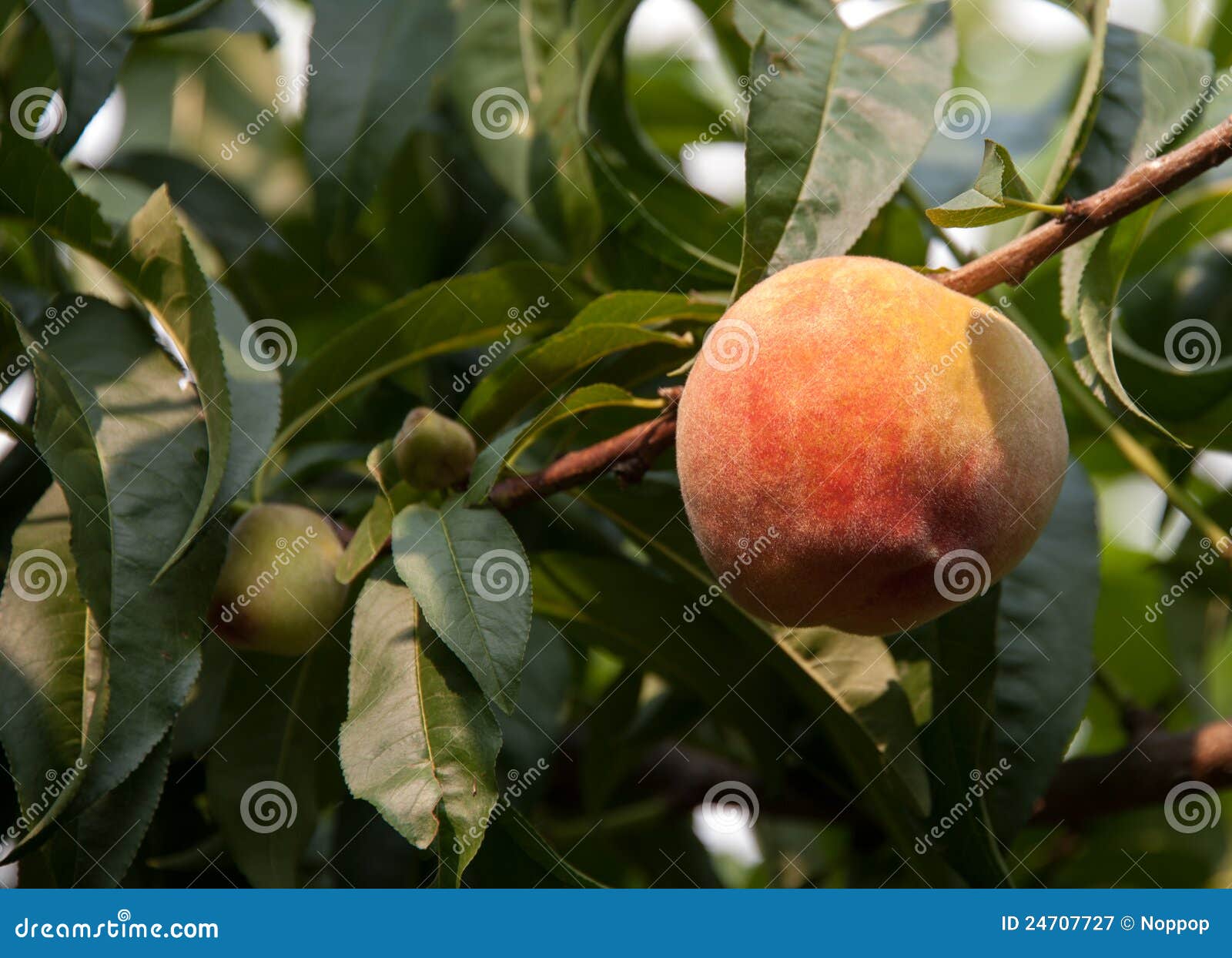 Perzik op de boom stock afbeelding. Image of voedzaam - 24707727