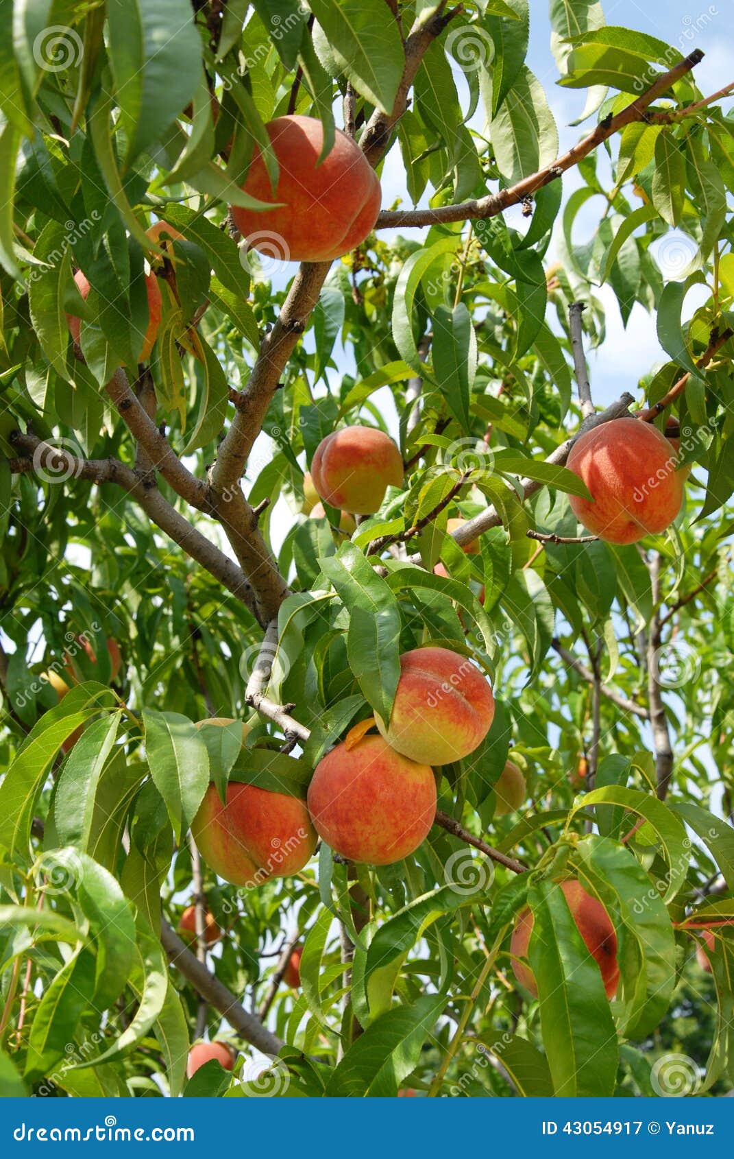 Perzik op perzikboom stock afbeelding. Image of takje - 43054917