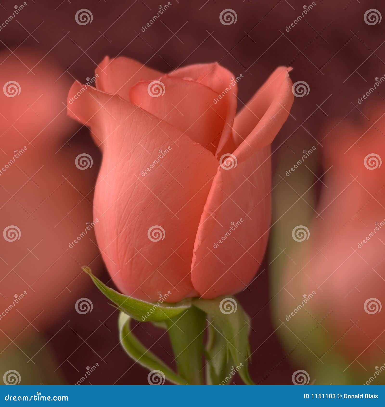 Perzik Rose_4050-1 stock afbeelding. Image of blad, perzik - 1151103