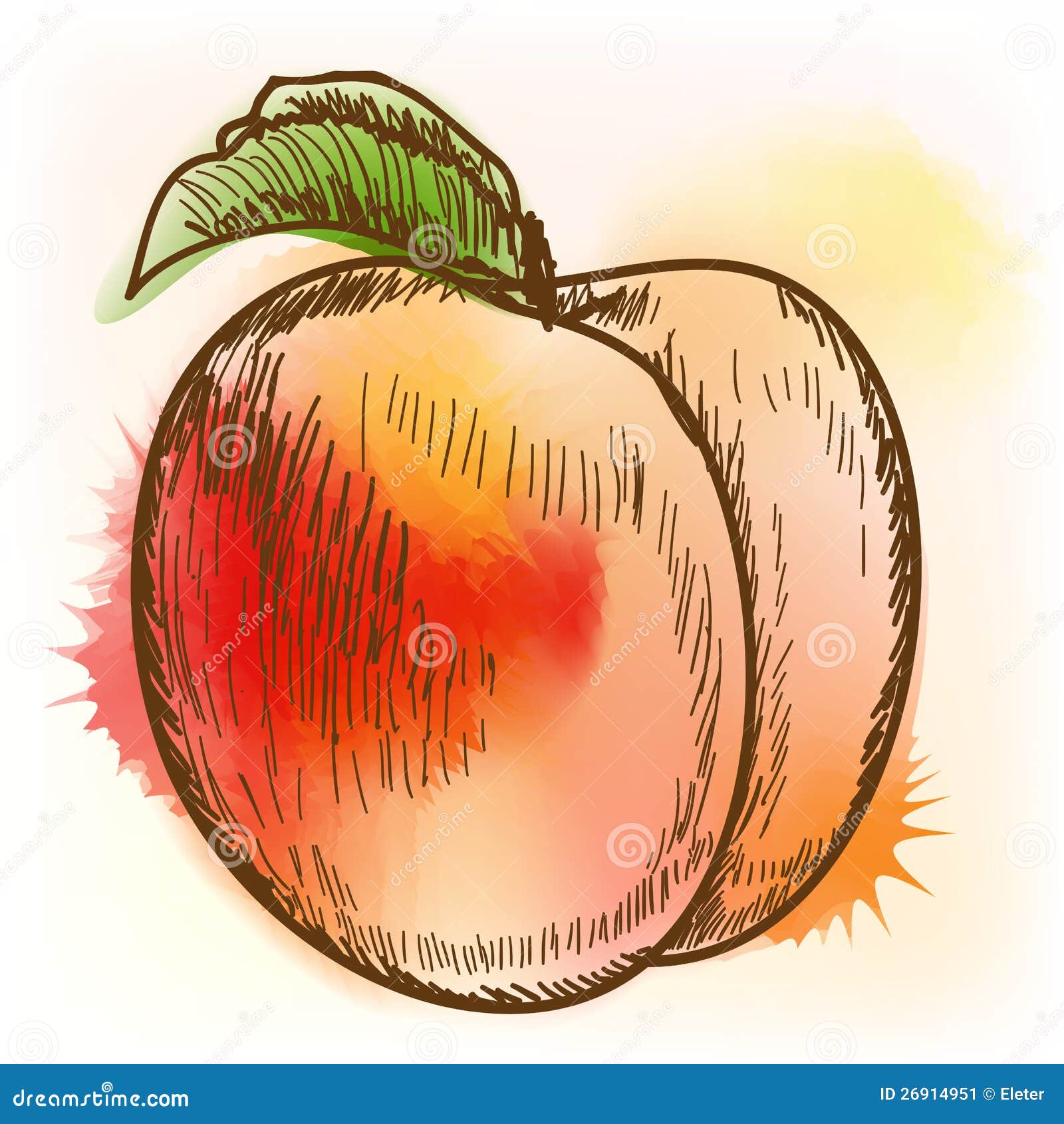 Perzik, Waterverf Het Schilderen Vector Illustratie - Illustration of ...