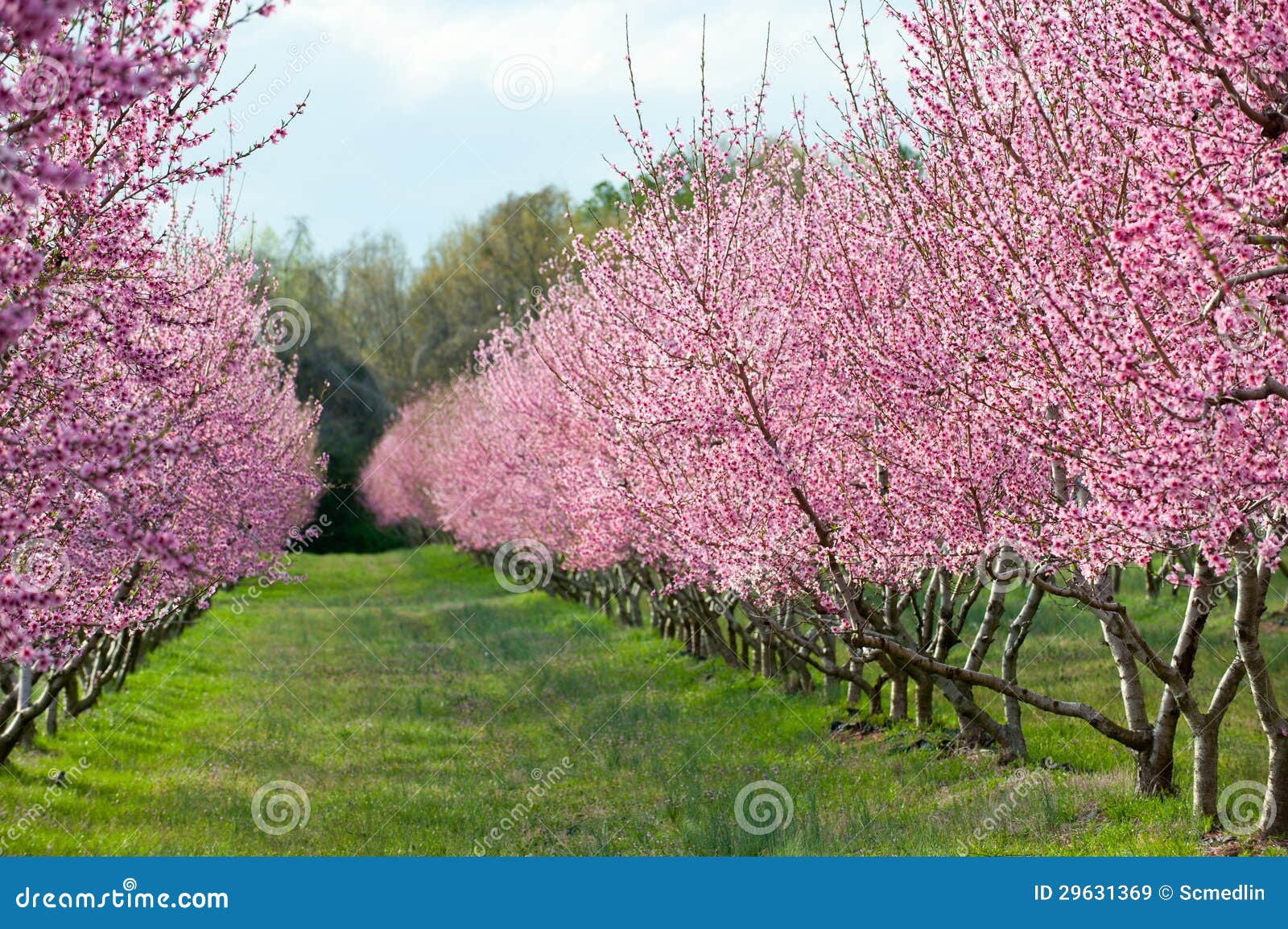 Perzikbomen in Bloei stock afbeelding. Image of vrucht - 29631369