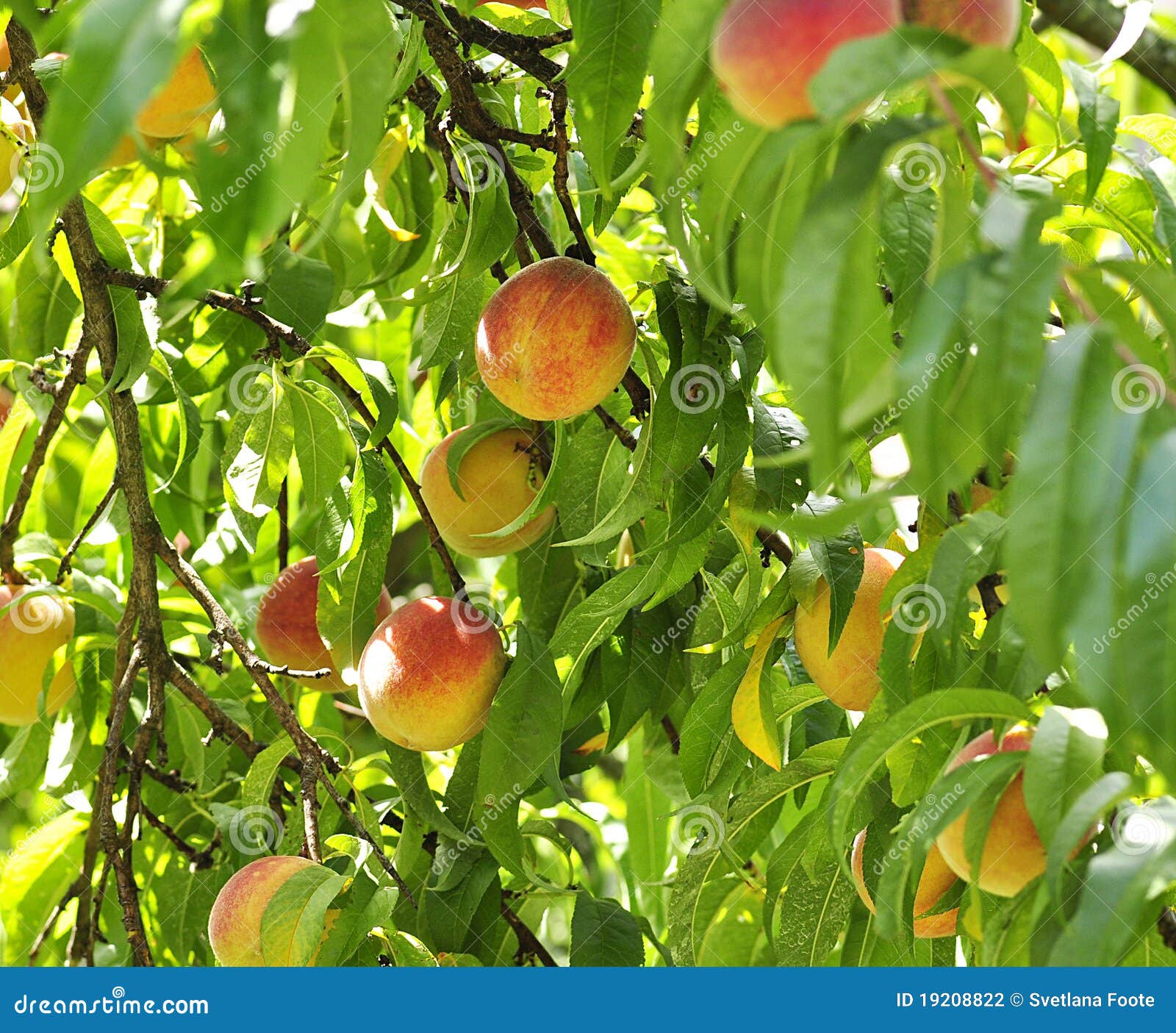 Perzikboom stock foto. Image of organisch, uitgelijnd - 19208822