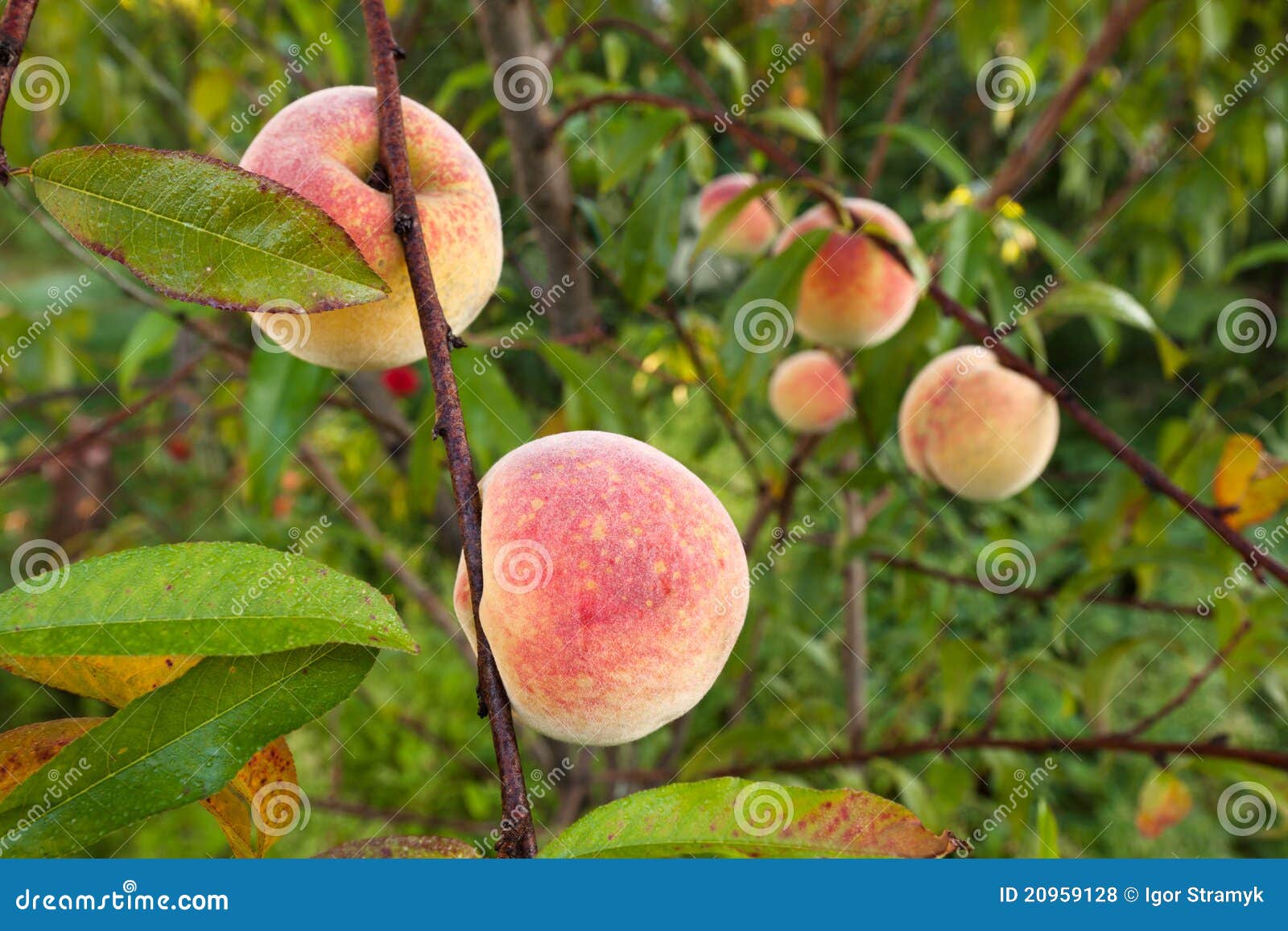 Perzikboom stock foto. Image of rijp, rood, landbouwbedrijf - 20959128