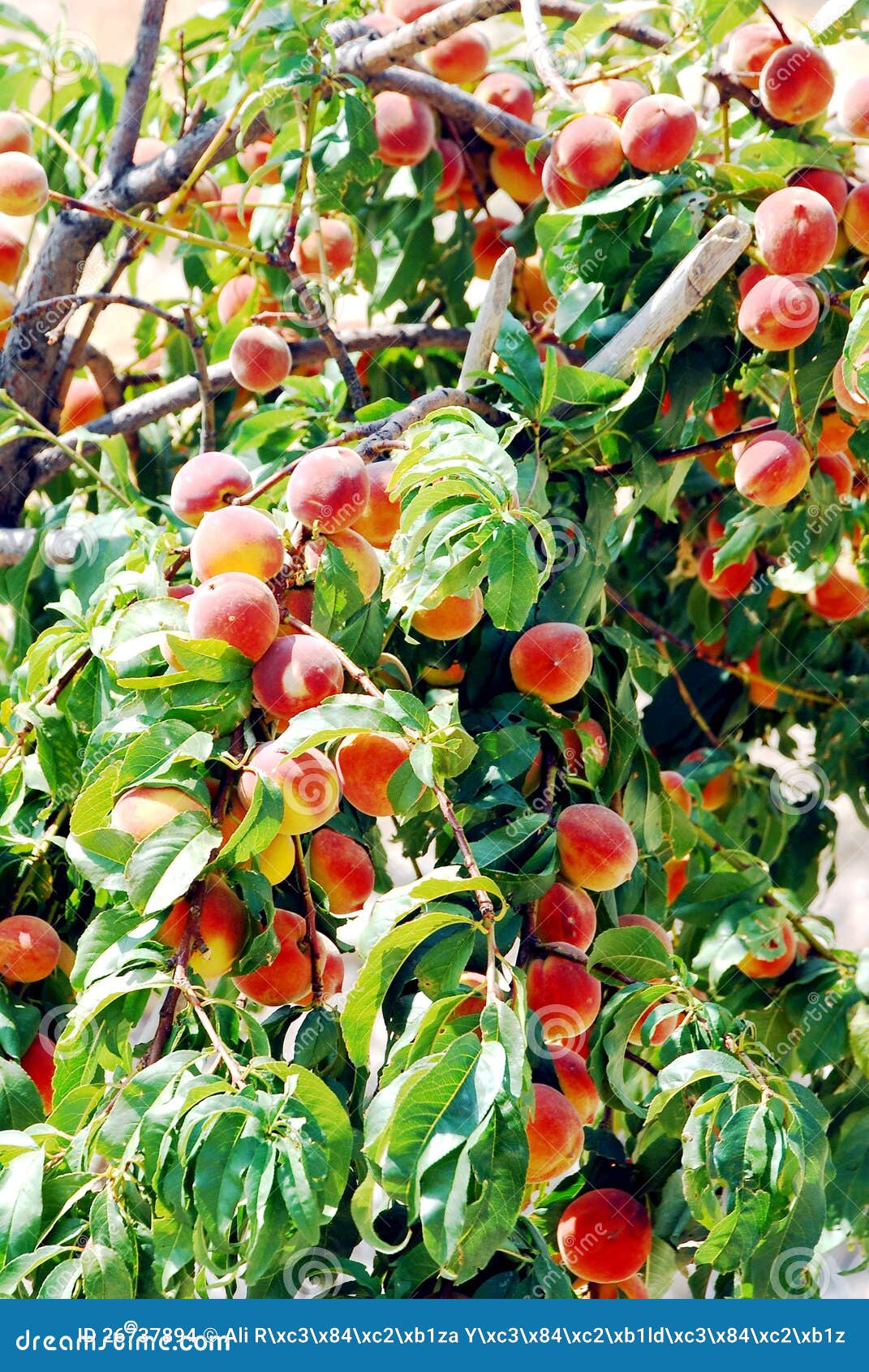 Perzikboom stock foto. Image of tuinieren, landbouwbedrijf - 26737894