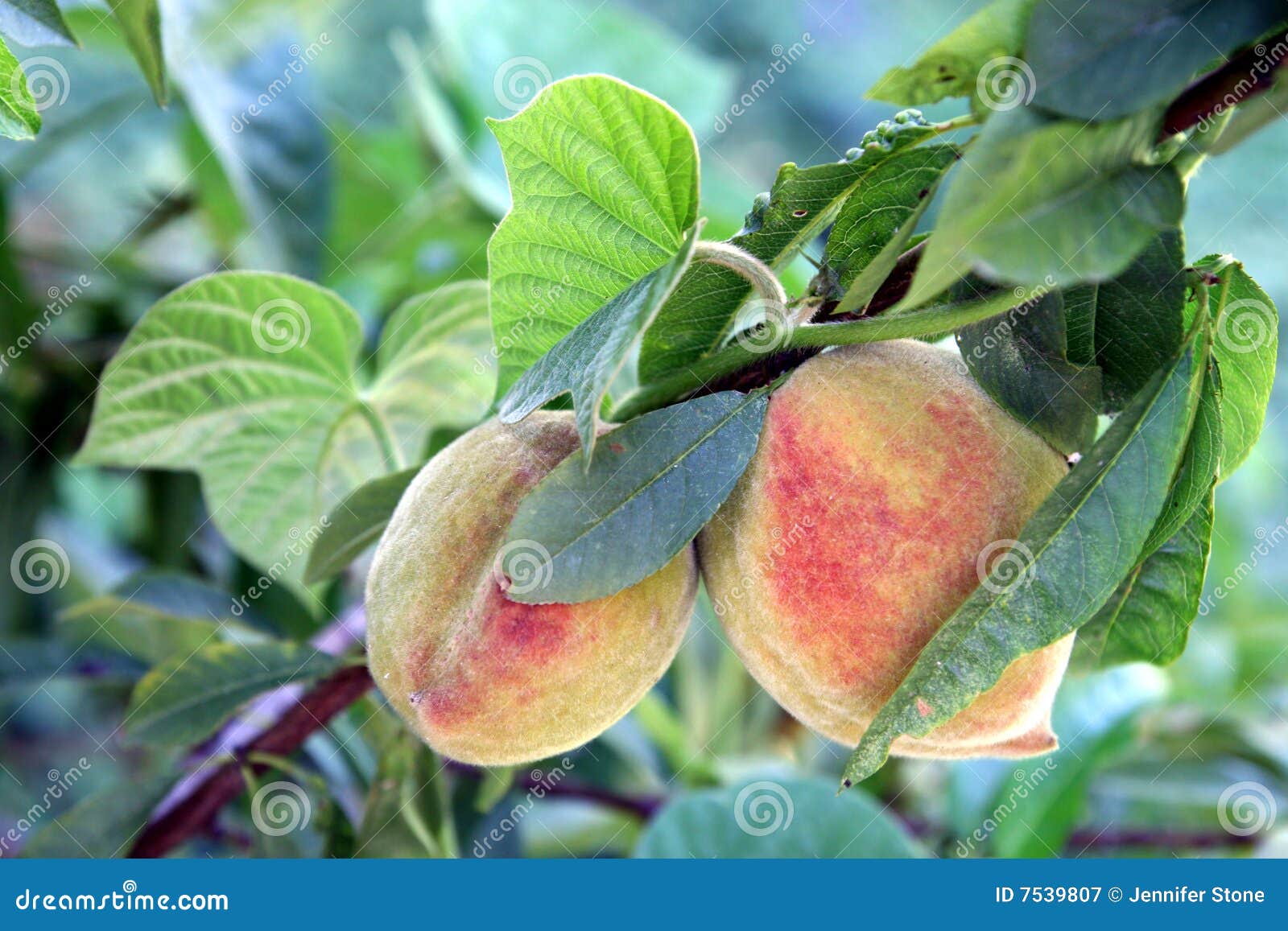 Perzikboom stock afbeelding. Image of organisch, gezondheid - 7539807