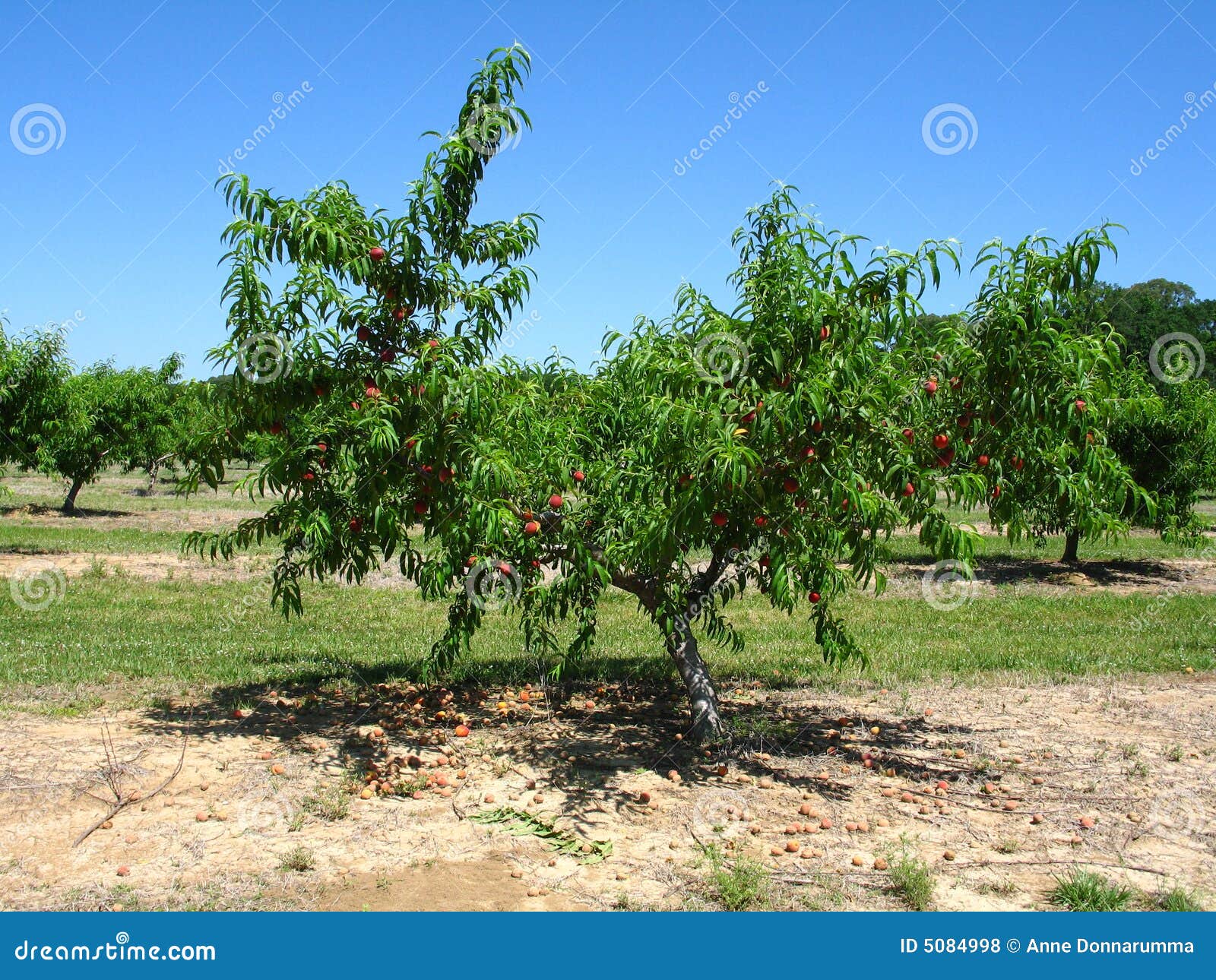 Perzikboom in Een Boomgaard Stock Foto - Image of vrucht, alleen: 5084998