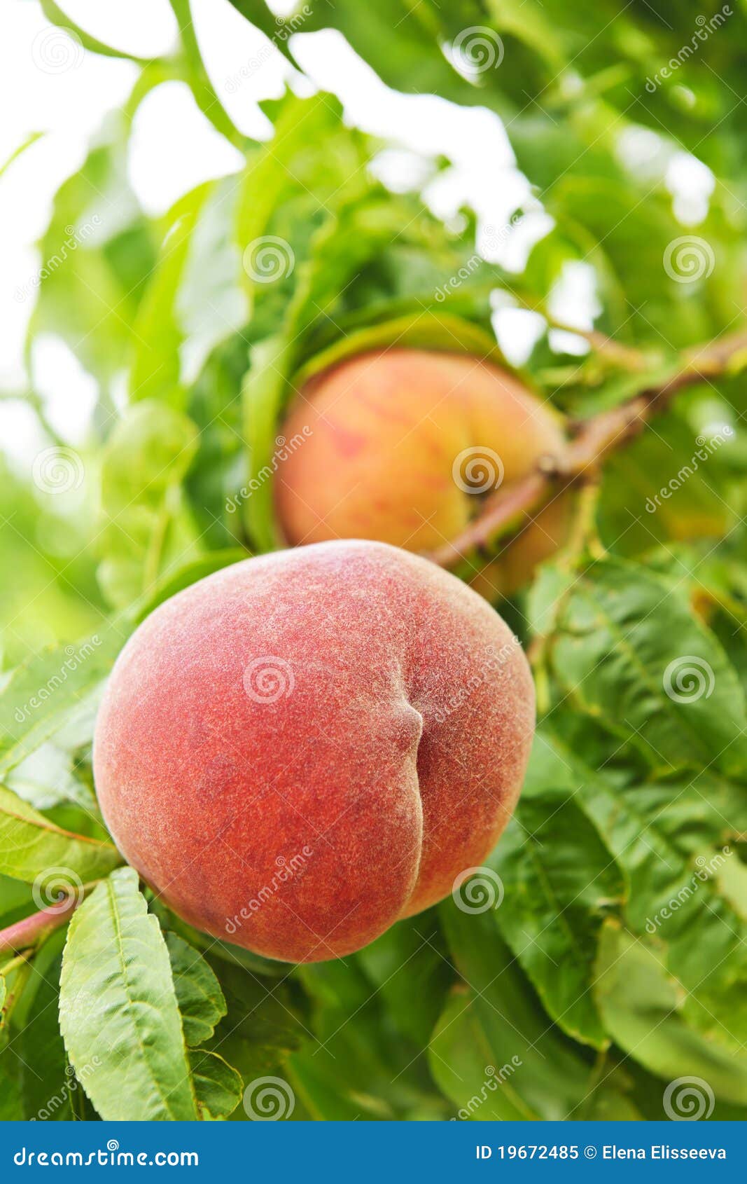 Perziken op boom stock afbeelding. Image of gewas, naughty - 19672485