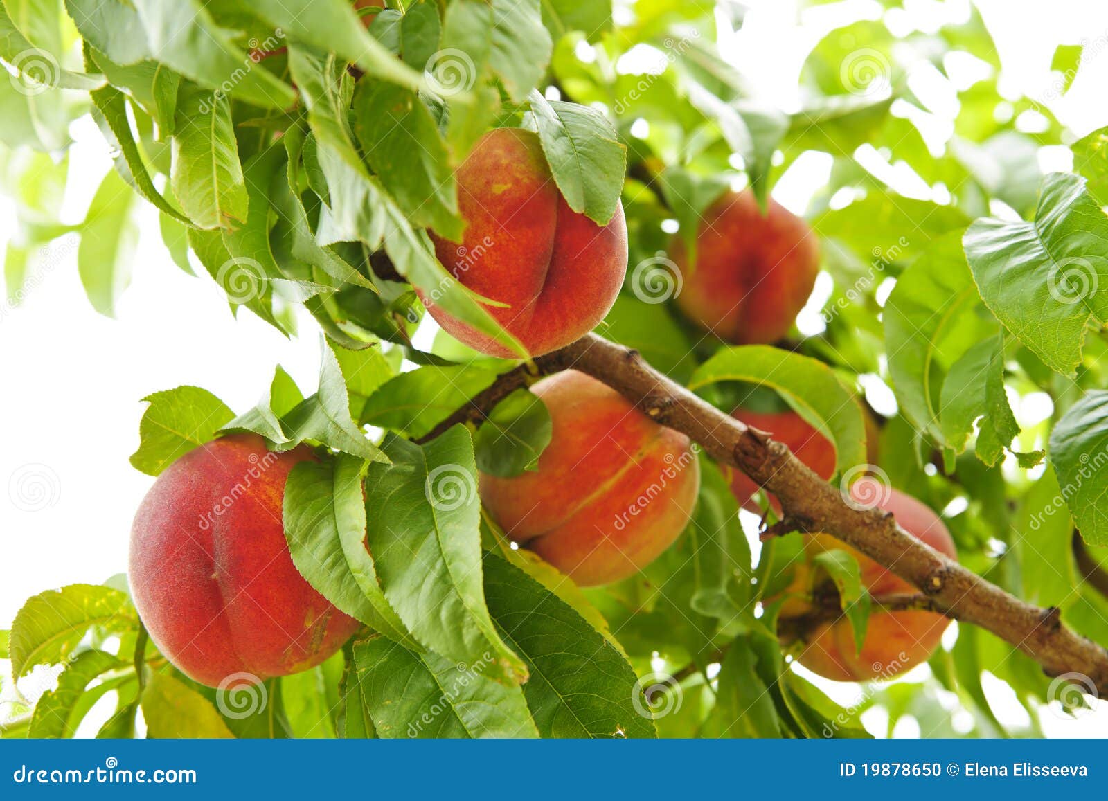 Perziken op boom stock foto. Image of takken, rood, landbouw - 19878650