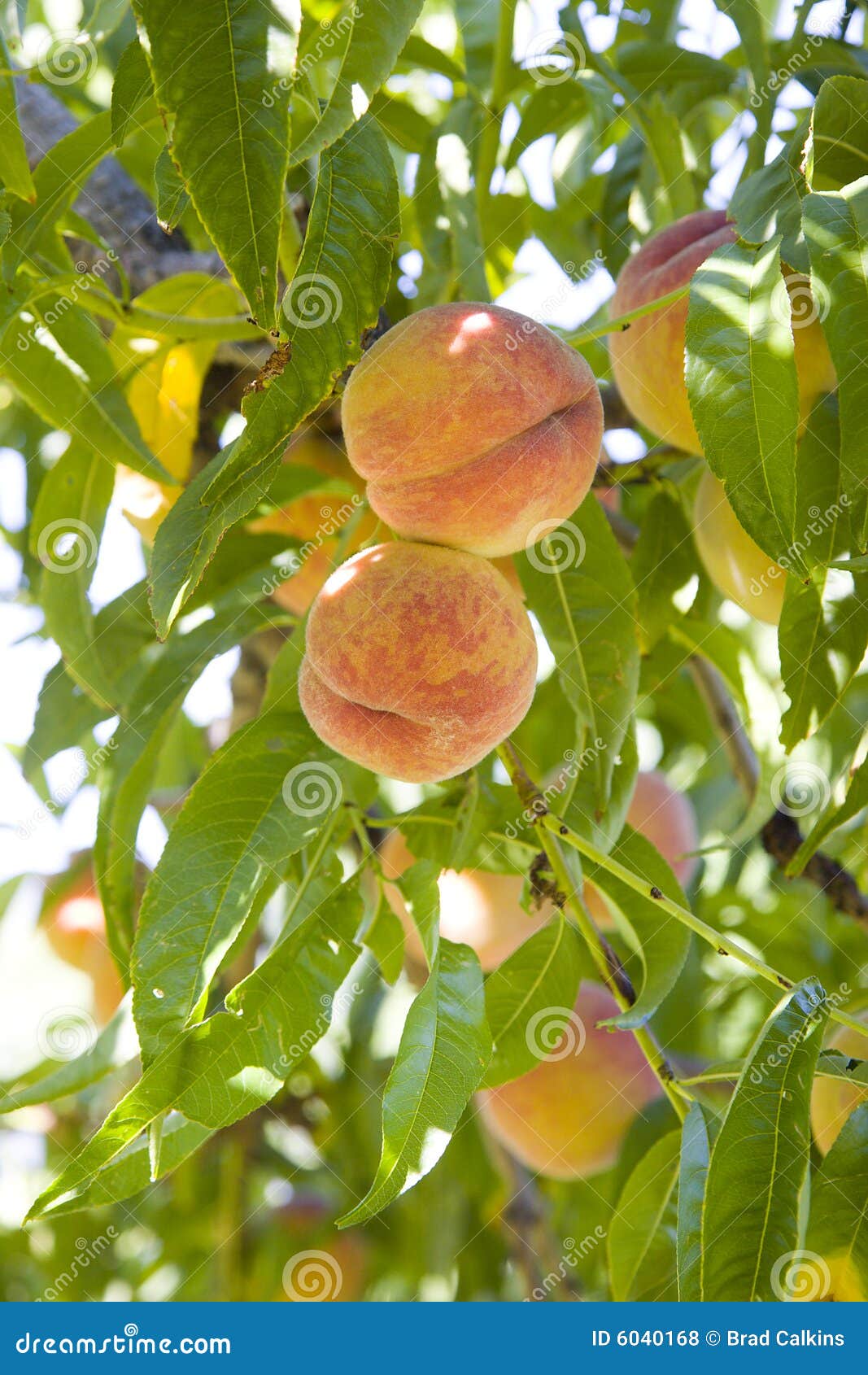Perziken op boom stock foto. Image of vrucht, smakelijk - 6040168