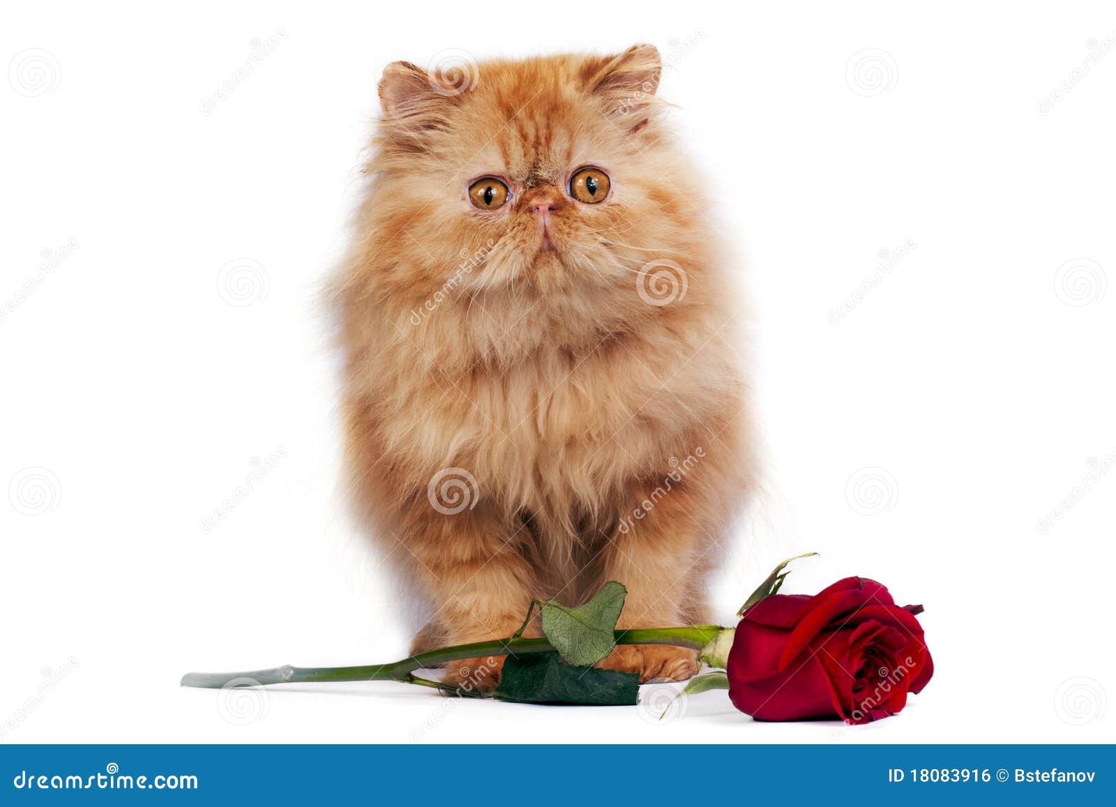 Perzisch katje stock foto. Image of leuk, zoet, dier - 18083916