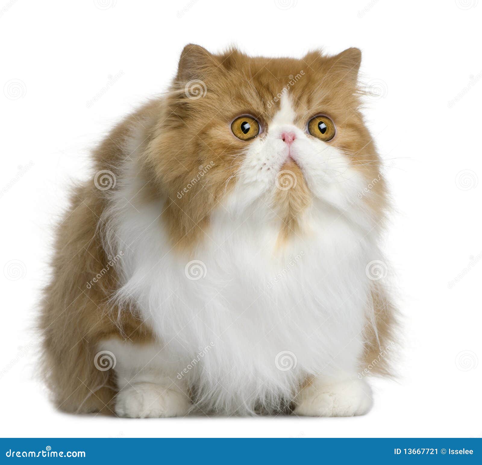 Perzische Kat, 10 Maanden Oud Stock Afbeelding - Image of één ...