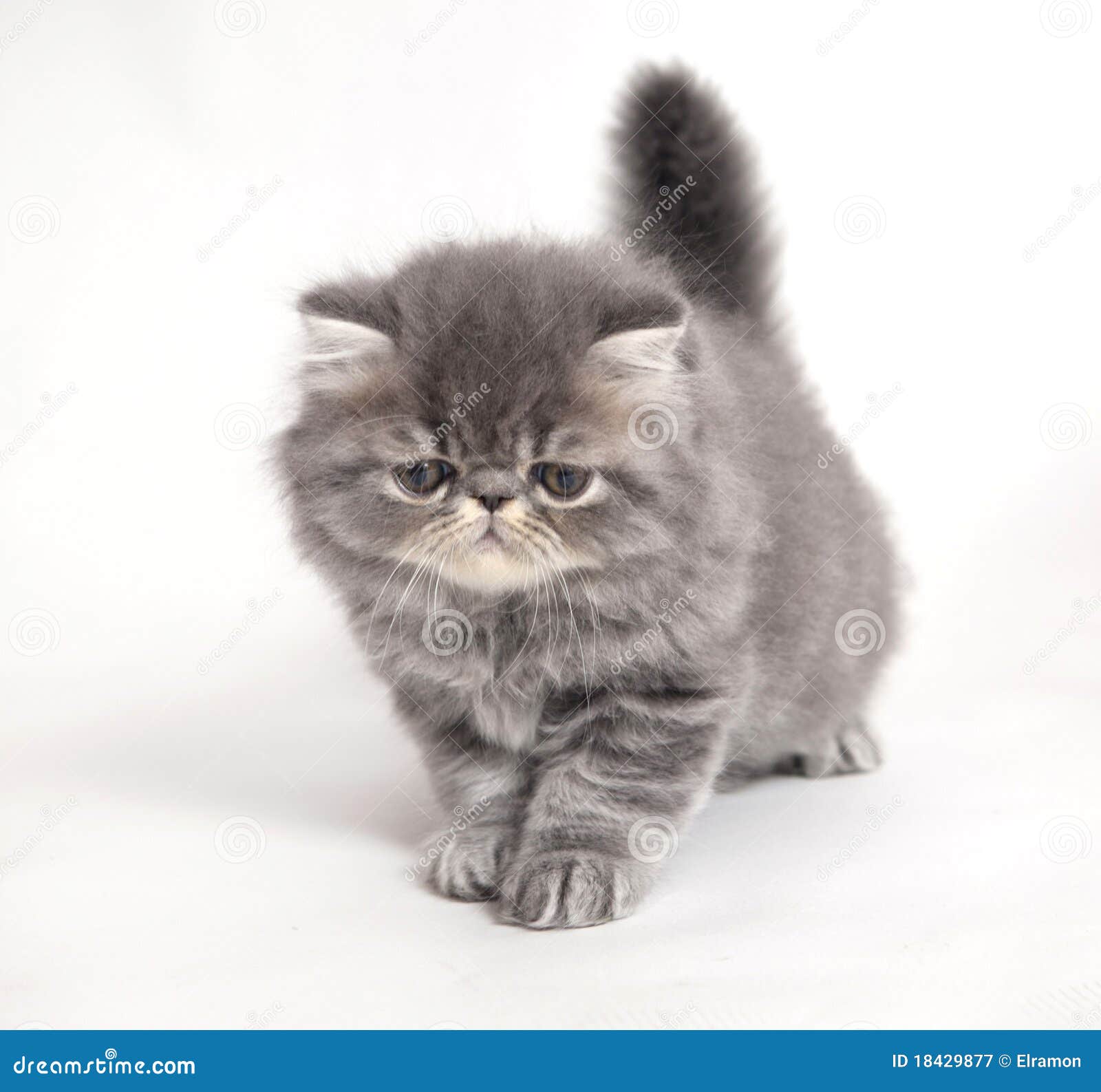 Perzische kat stock afbeelding. Image of huisdier, poesje - 18429877