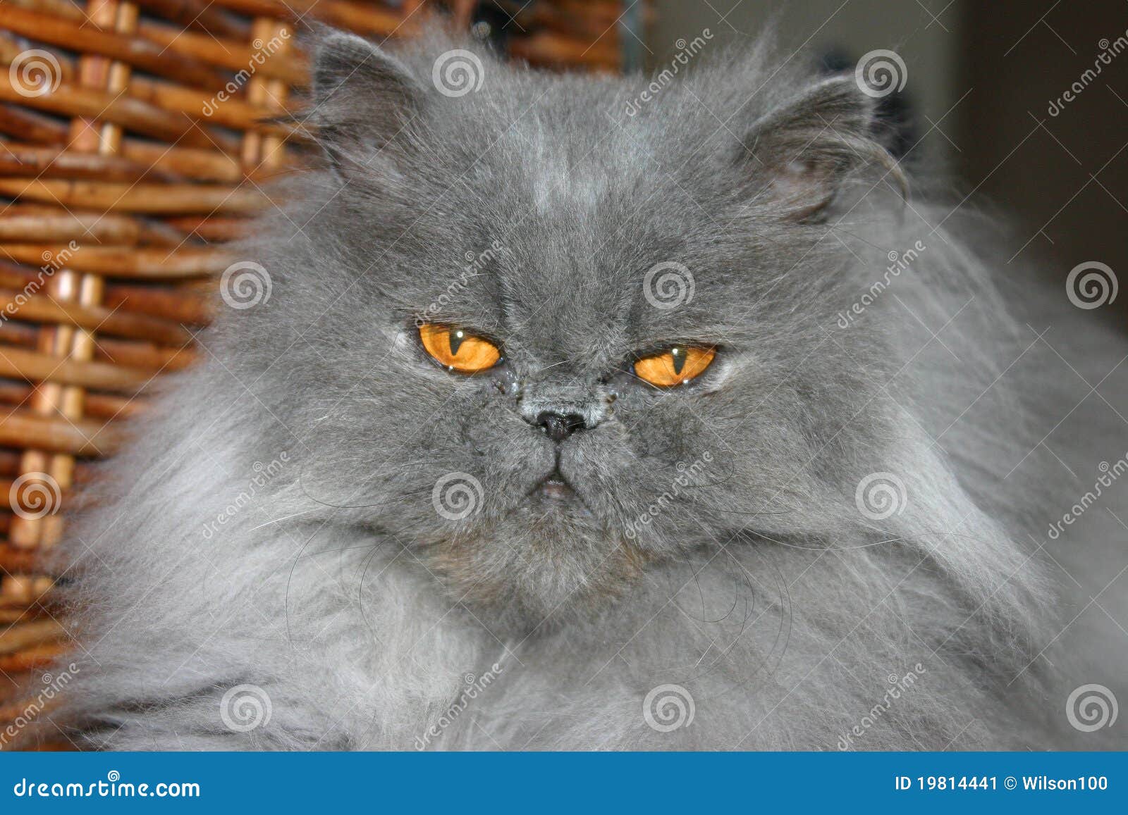 Perzische kat stock afbeelding. Image of bont, huisdier - 19814441