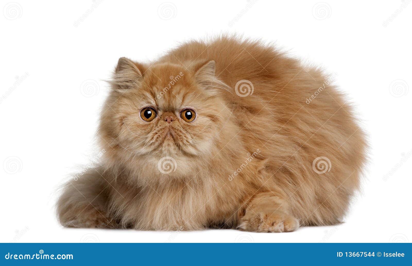 Perzische kat, 2 jaar oud stock foto. Image of binnenlands - 13667544