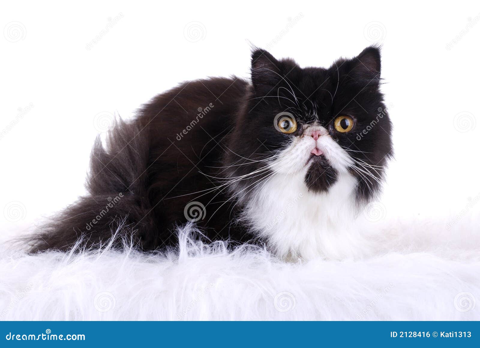 Perzische kat stock foto. Image of perzisch, zitting, geïsoleerd - 2128416