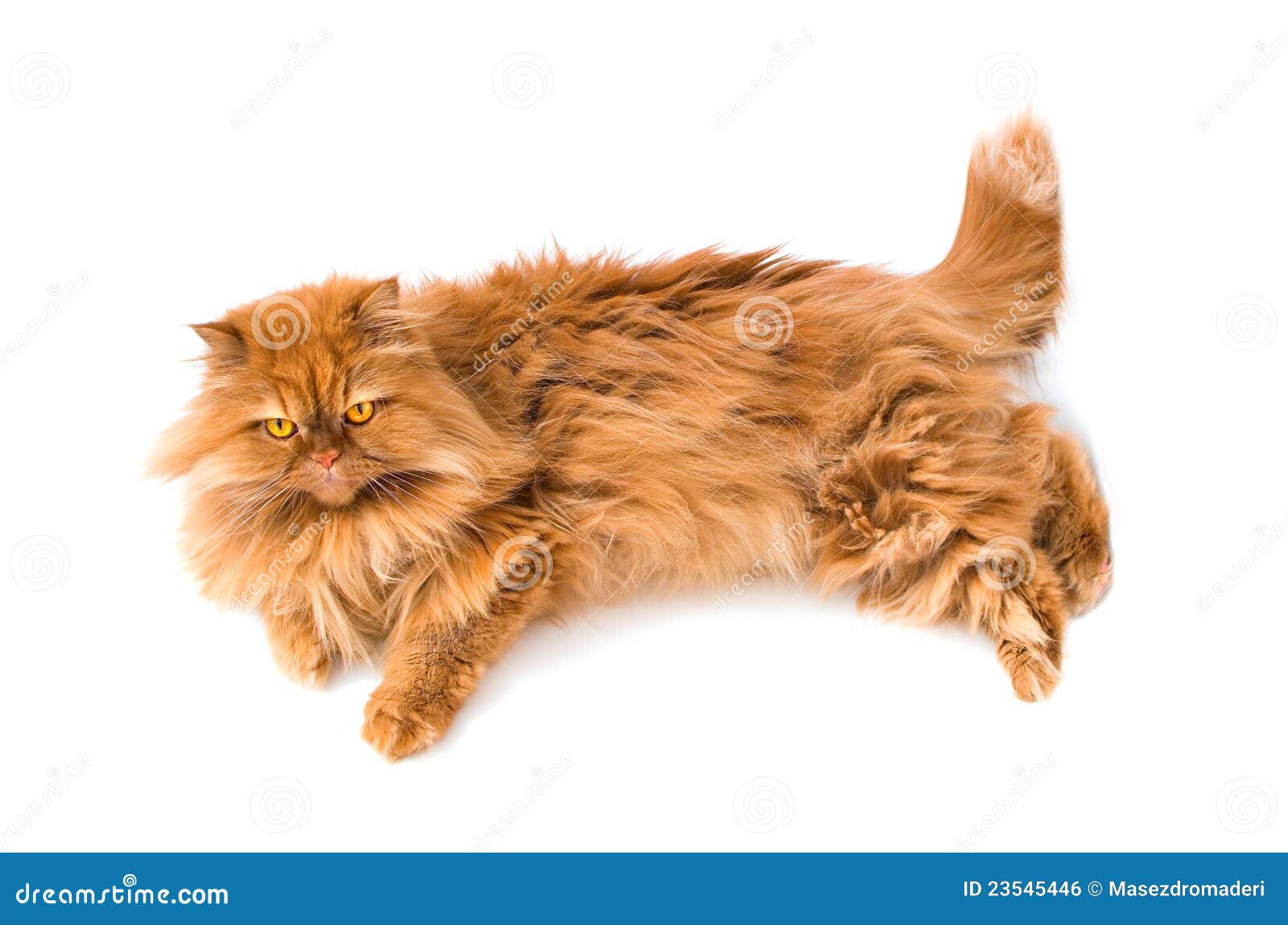 Perzische kat stock foto. Image of aandacht, kant, bruin - 23545446