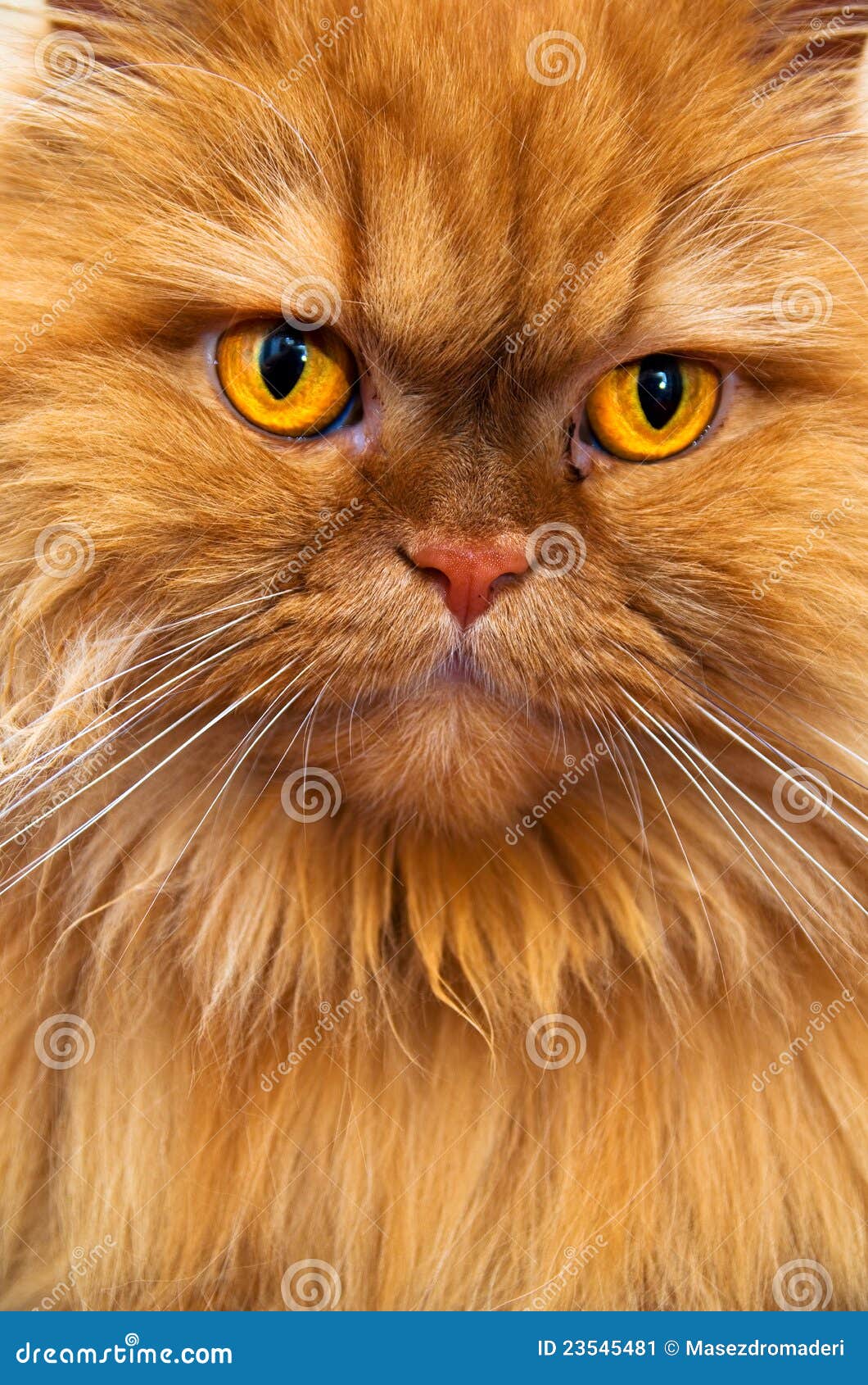 Perzische kat stock afbeelding. Image of stellen, binnenlands - 23545481
