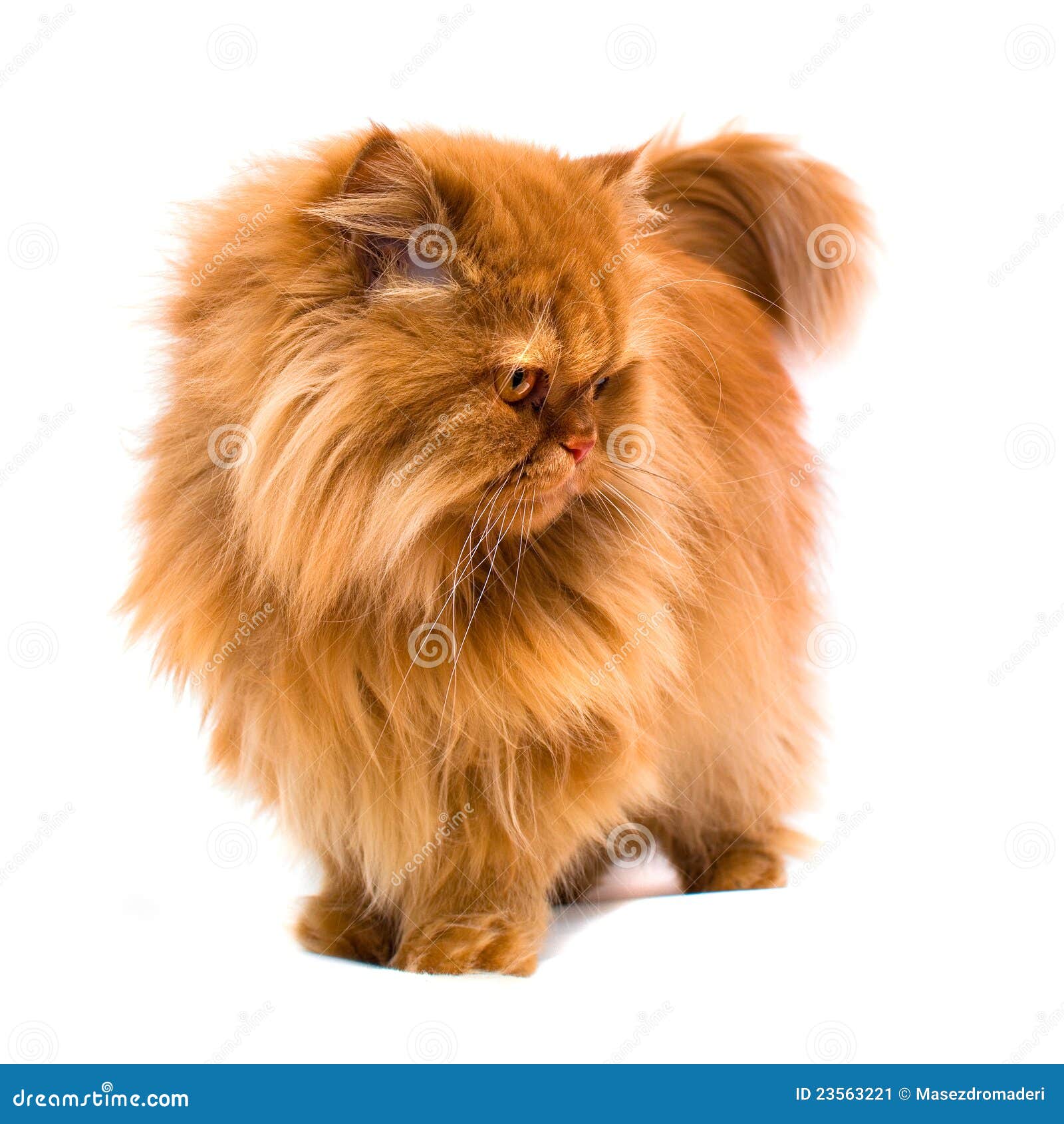 Perzische kat stock afbeelding. Image of katachtig, mooi - 23563221
