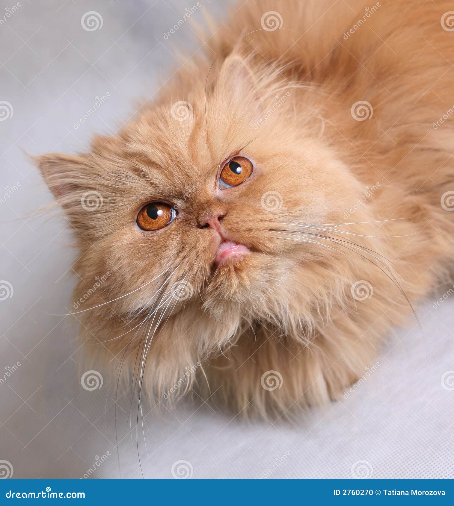 Perzische kat stock foto. Image of pluizig, perzisch, bont - 2760270