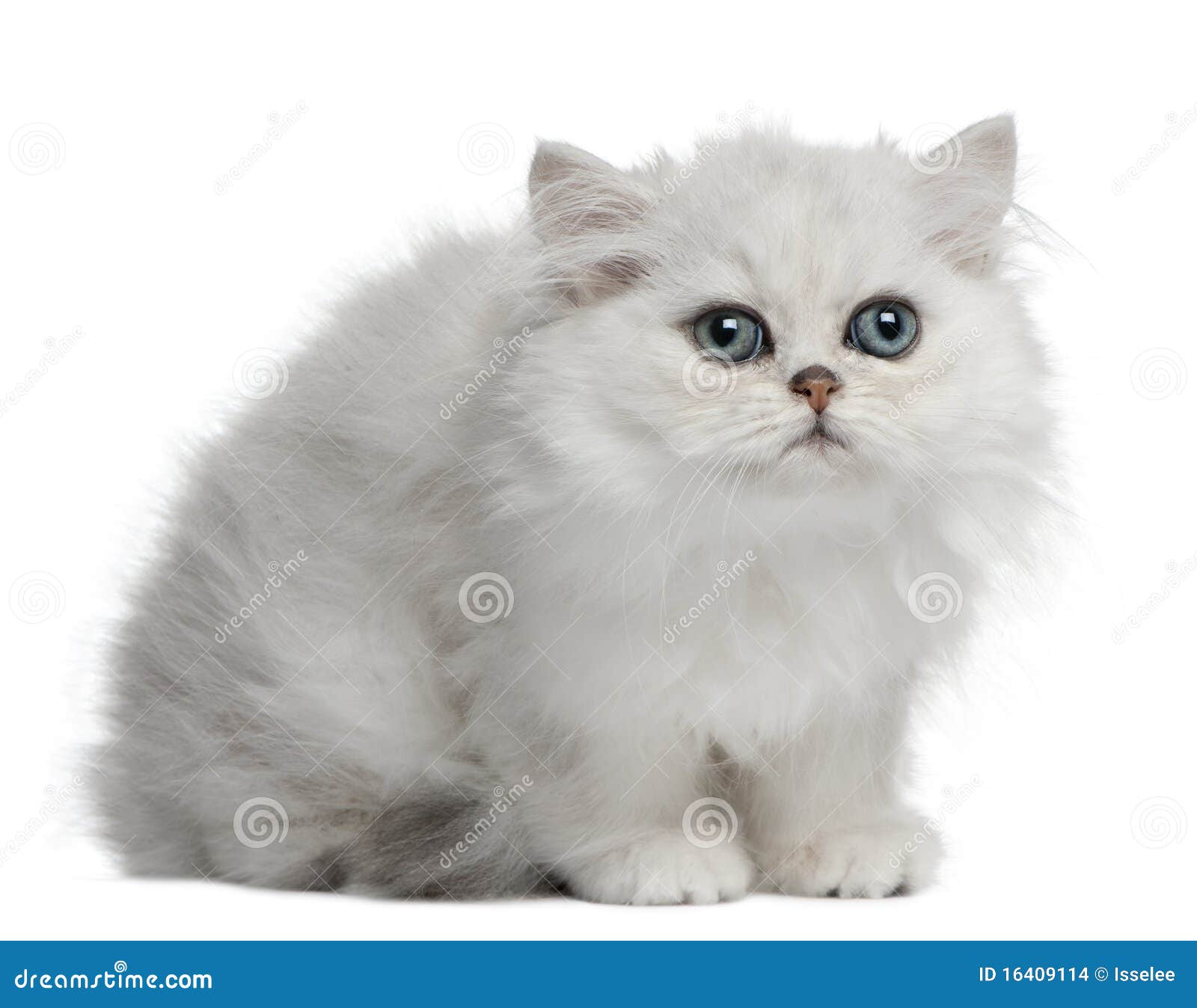 Perzische Kat, 3 Maanden Oud, Het Zitten Stock Foto - Image of camera ...