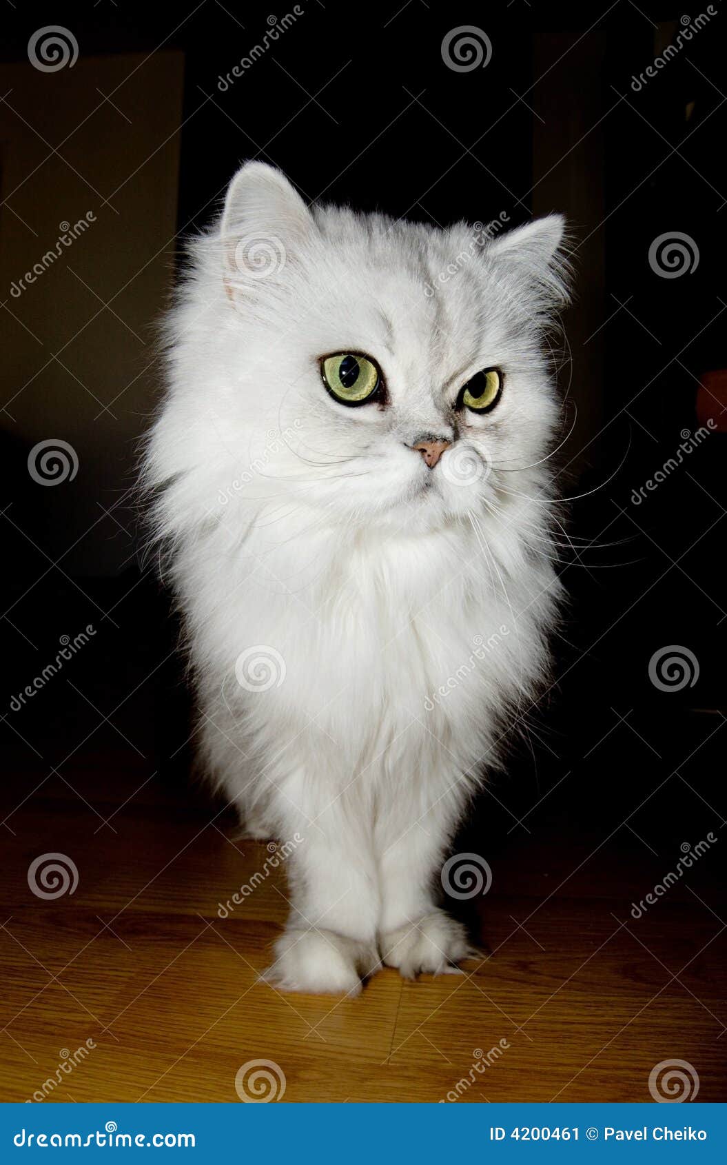 Perzische kat stock afbeelding. Image of vriend, achtergrond - 4200461