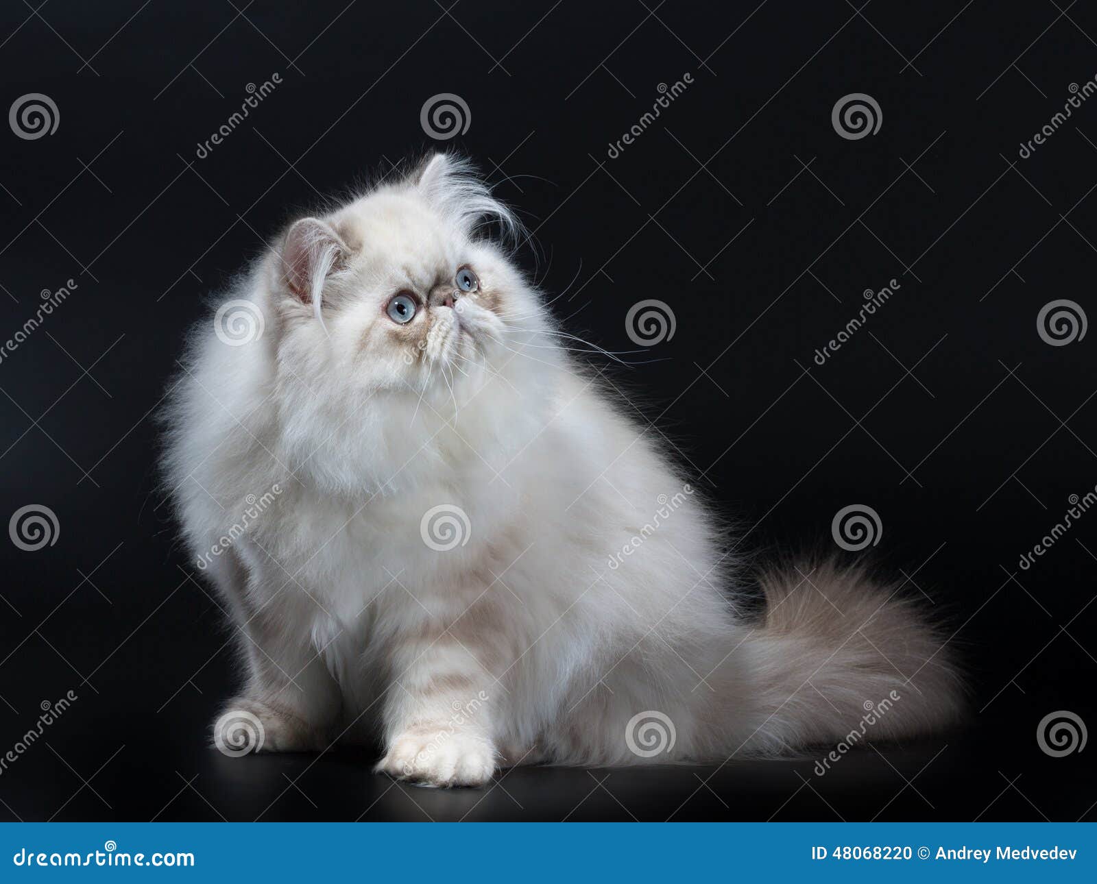 Perzische kat stock foto. Image of pluizig, huisdier - 48068220