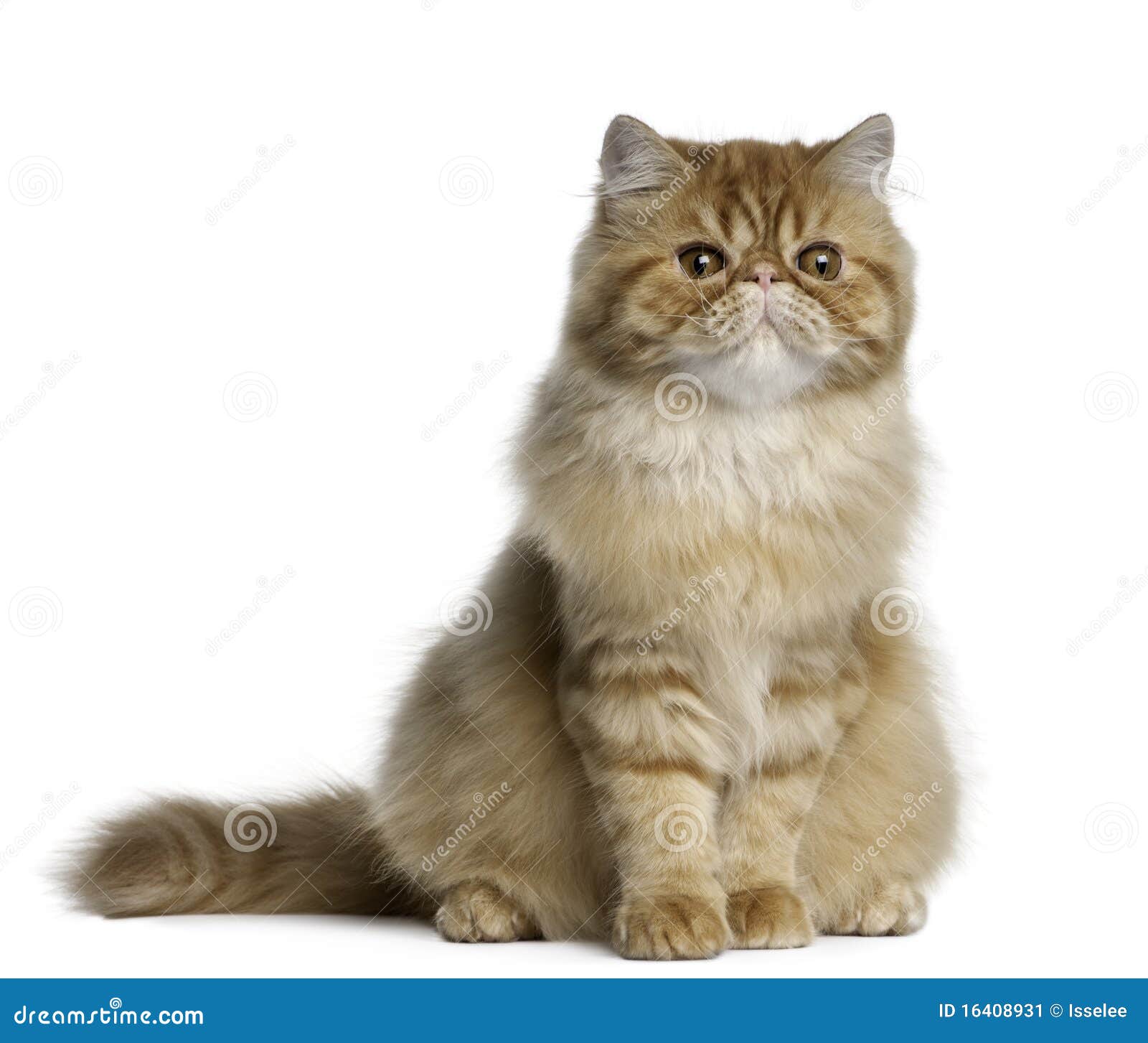 Perzische Kat, 5 Maanden Oud, Het Zitten Stock Afbeelding - Image of ...