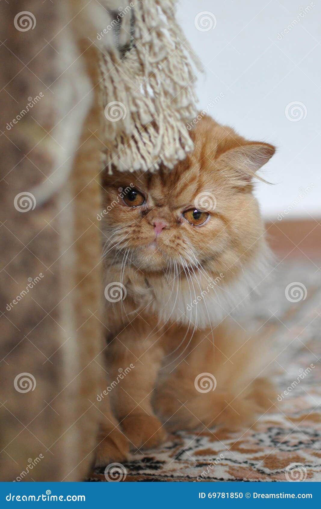 Perzische kat stock foto. Image of rood, perzisch, kijken - 69781850
