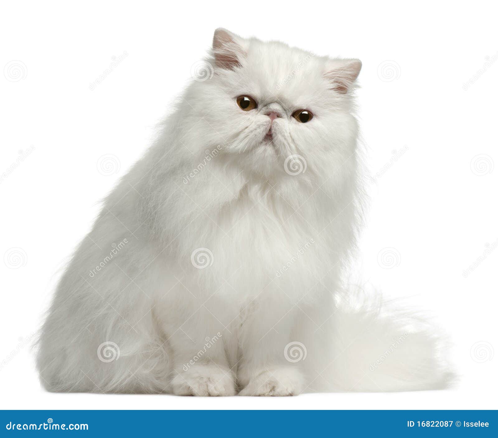 Perzische Kat, 8 Maanden Oud, Het Zitten Stock Afbeelding - Image of ...
