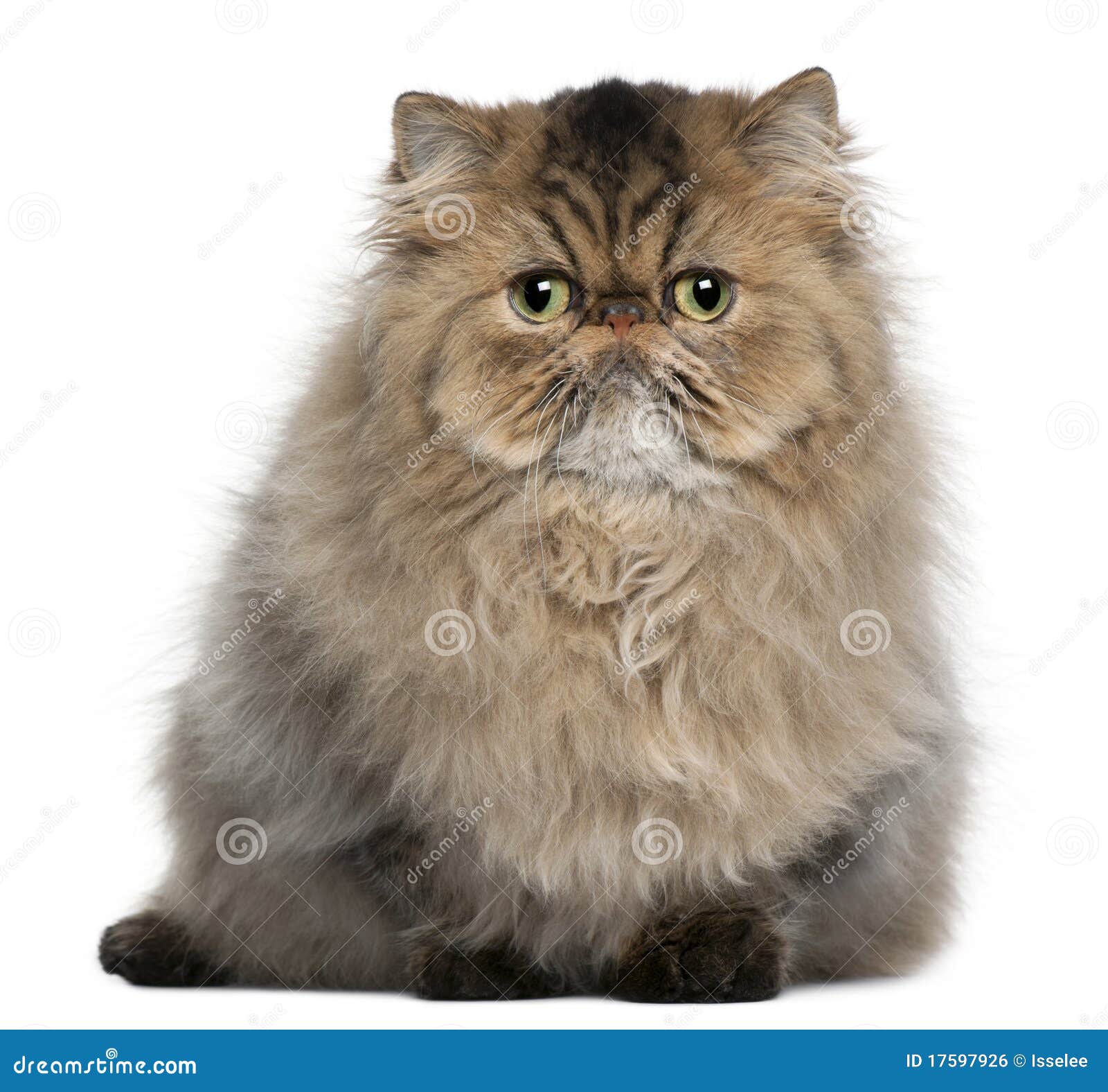 Perzische Kat, 8 Maanden Oud, Het Zitten Stock Foto - Image of ...