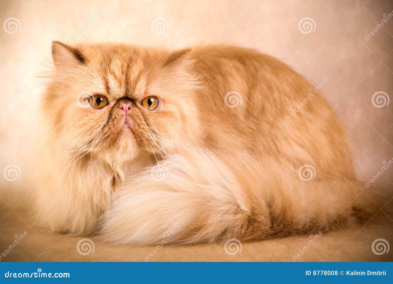 Perzische kat stock foto. Image of rasecht, studio, schot - 8778008