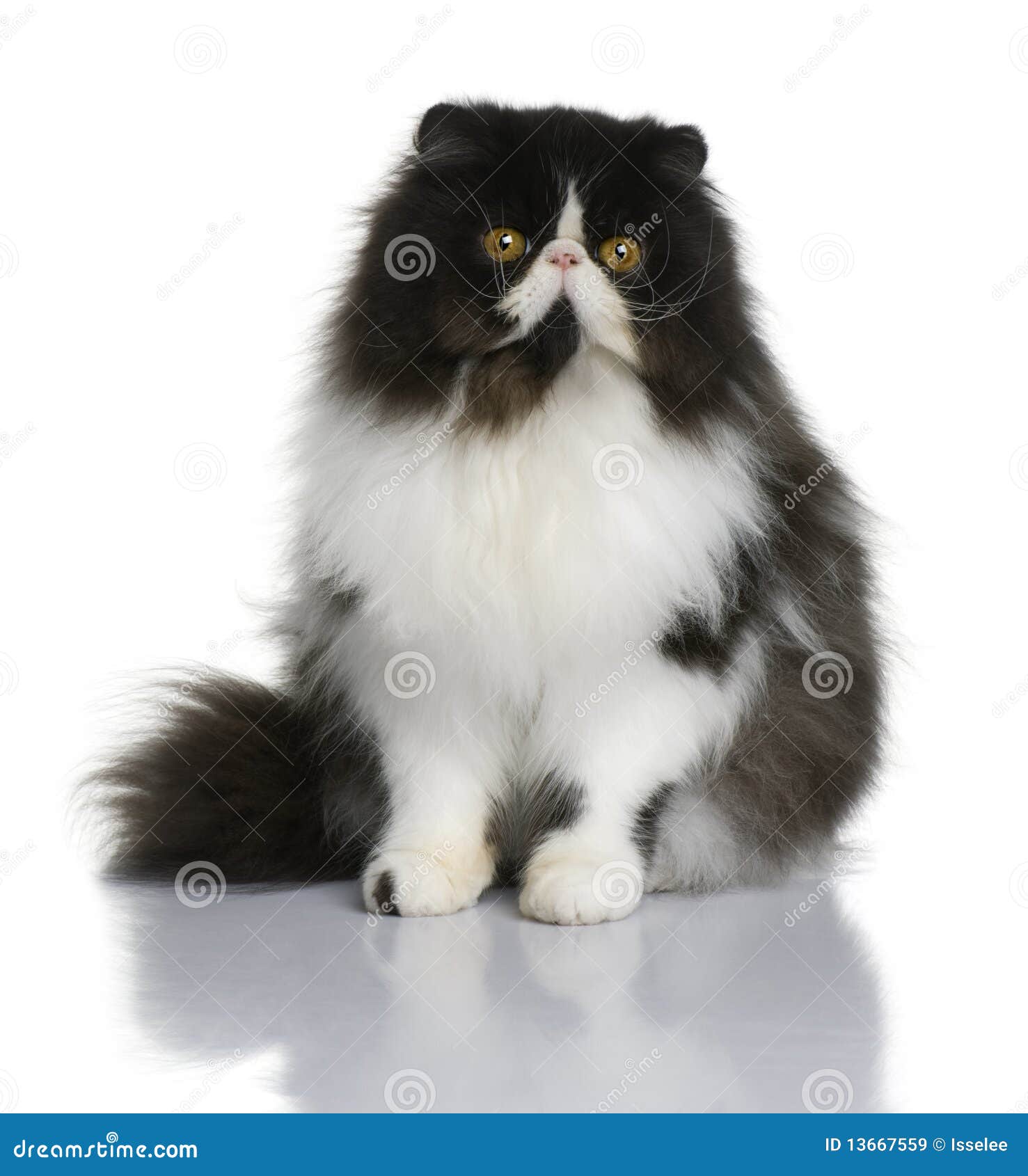 Perzische Kat, 9 Maanden Oud Stock Afbeelding - Image of ogen ...