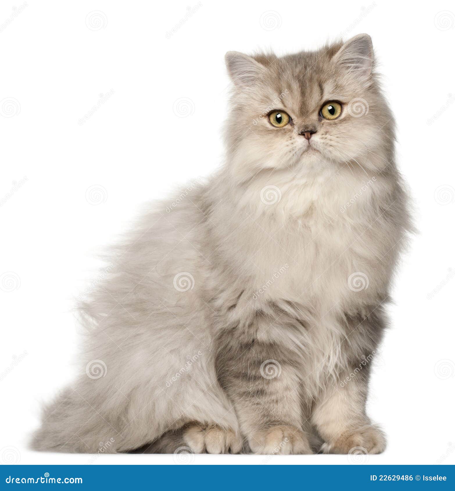 Perzische Kat, Die Voor Witte Achtergrond Zit Stock Foto - Image of ...