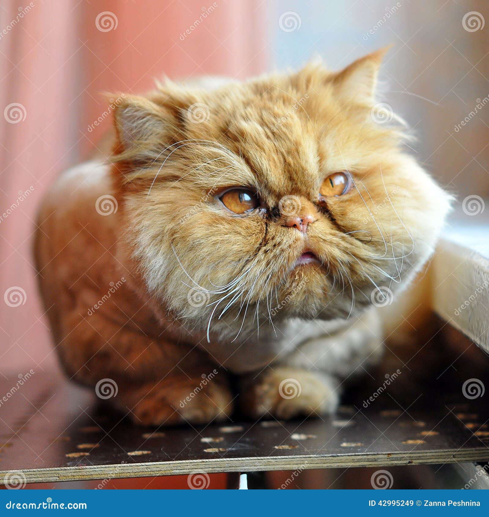 Perzische Kat Het Verzorgen Stock Afbeelding - Image of bont, katachtig ...