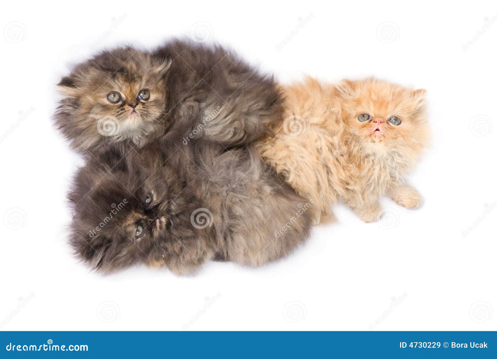 Perzische katten stock afbeelding. Image of zoogdier, huisdieren - 4730229