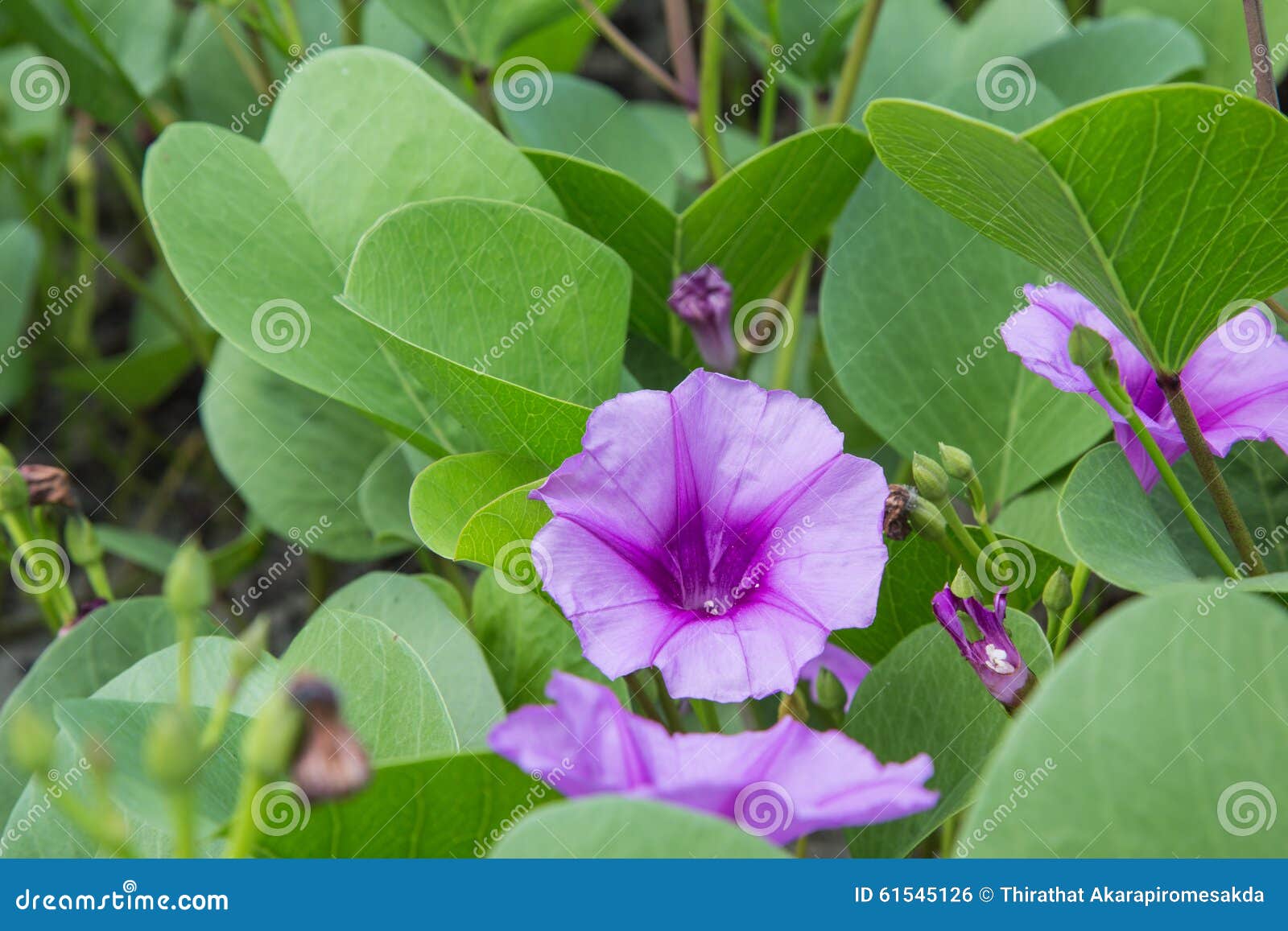 Pes-caprae del Ipomoea foto de archivo. Imagen de flora - 61545126