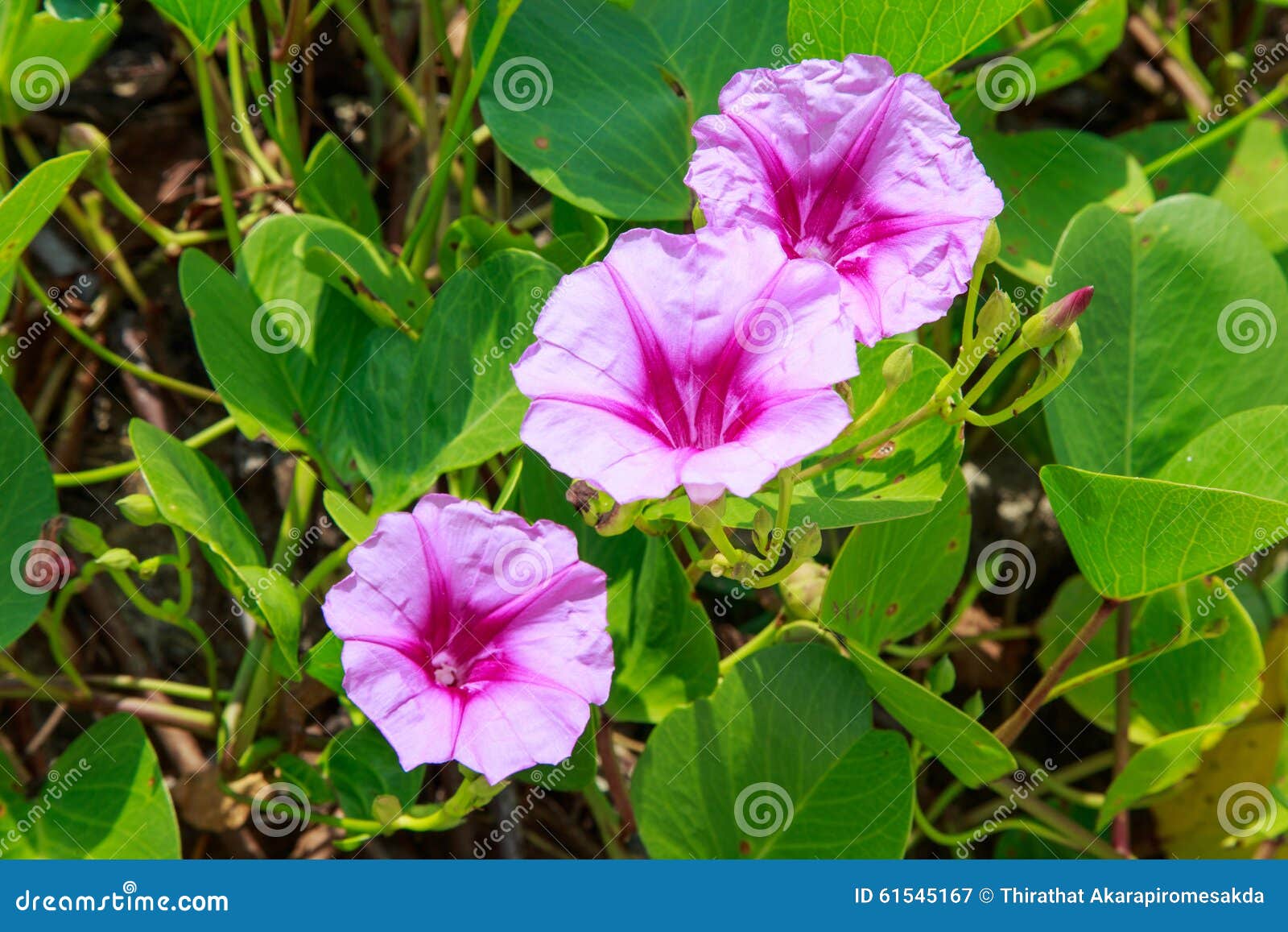 Pes-caprae del Ipomoea imagen de archivo. Imagen de arena - 61545167