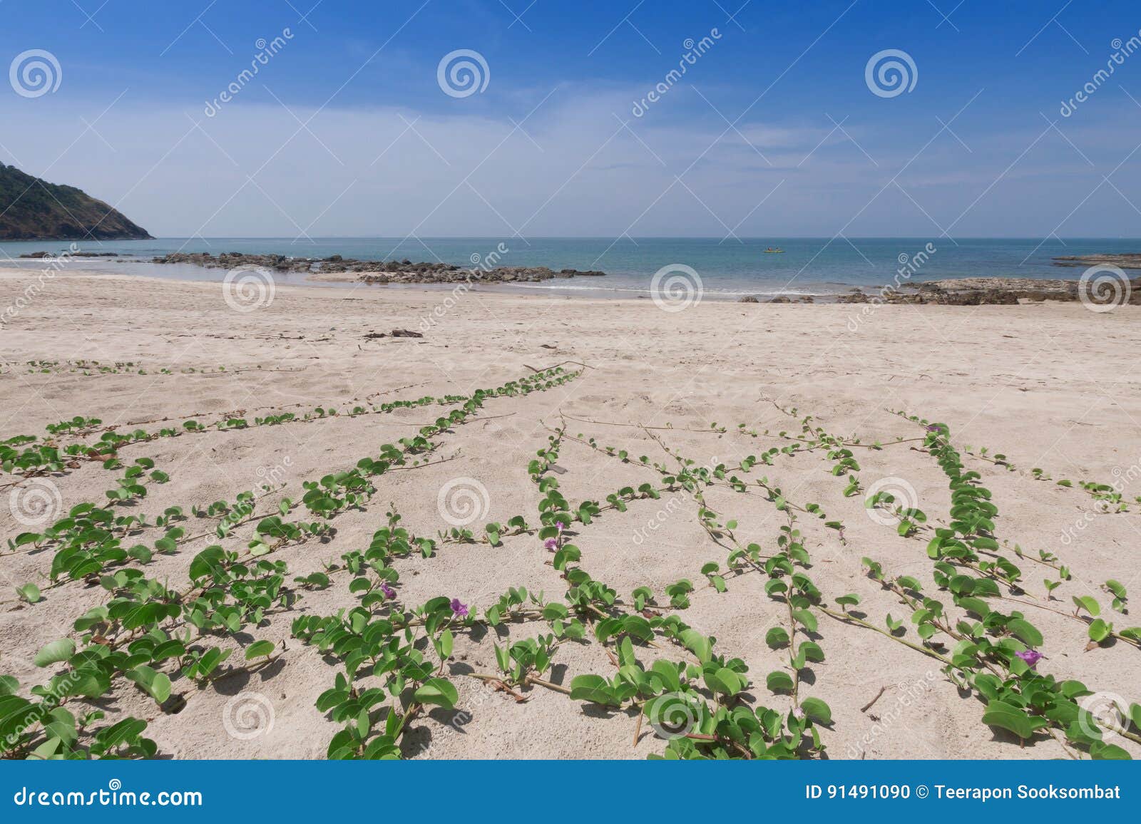 Pes-caprae Do Ipomoea Na Praia Da Areia Foto de Stock - Imagem de ...